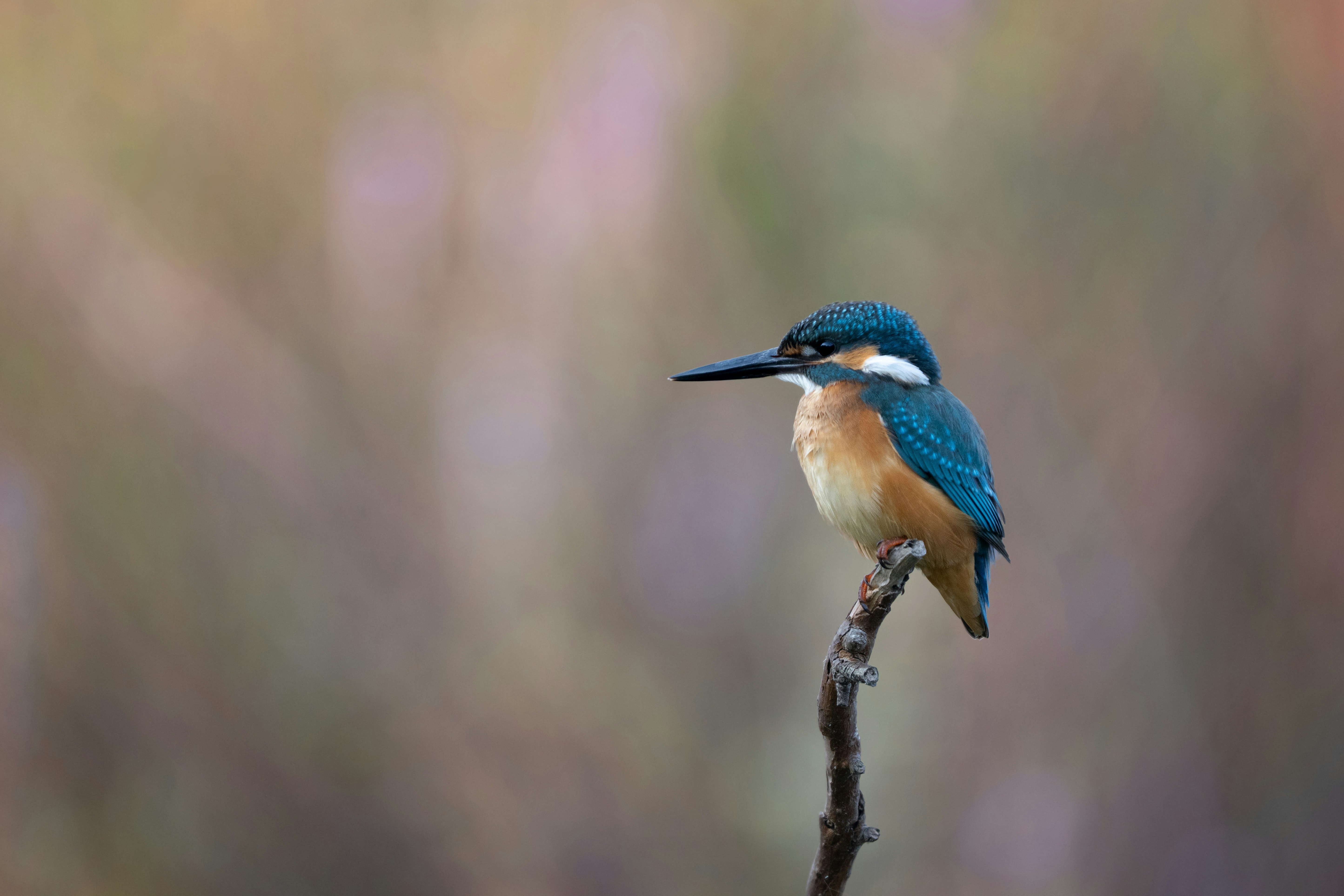Common Kingfisher
