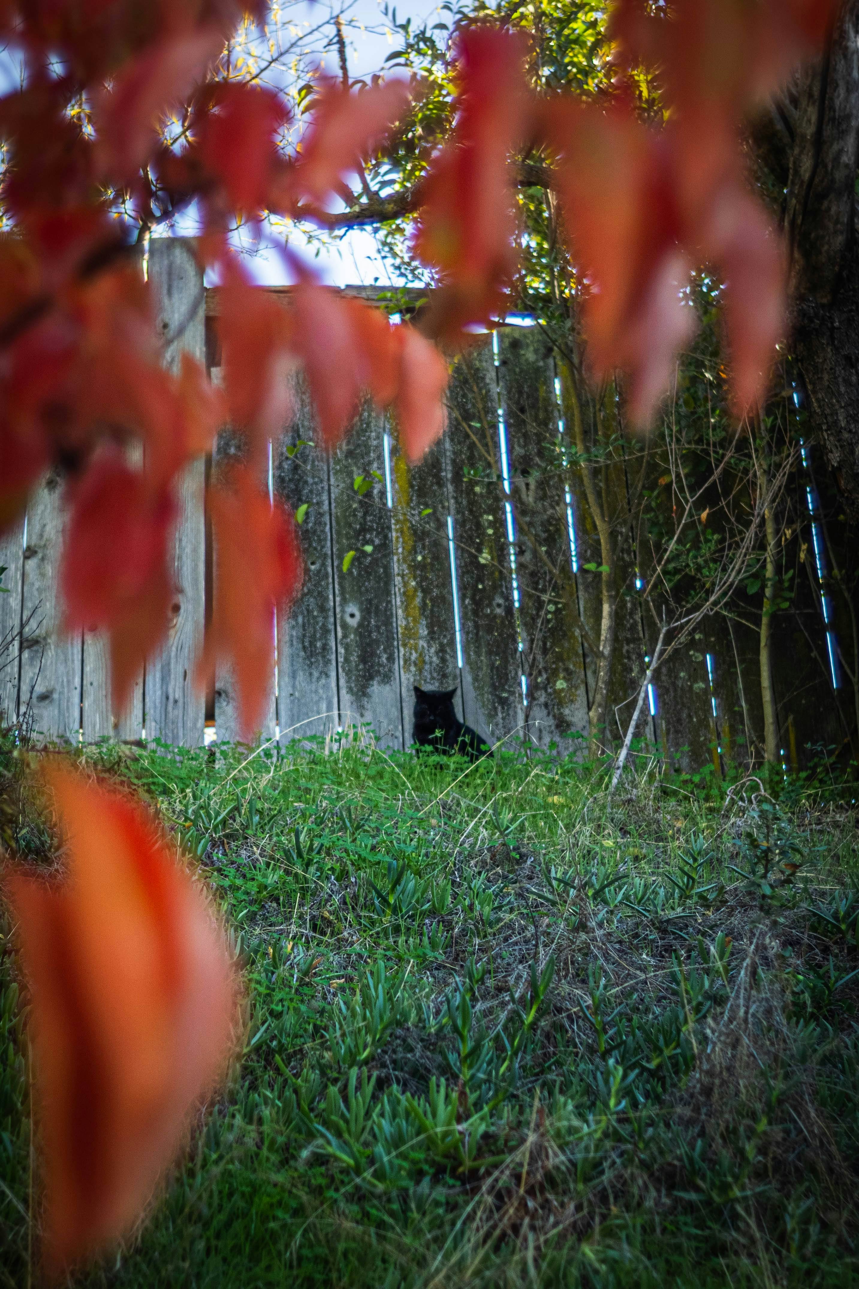 Photo by Madeline Liu with Sony Alpha 6400