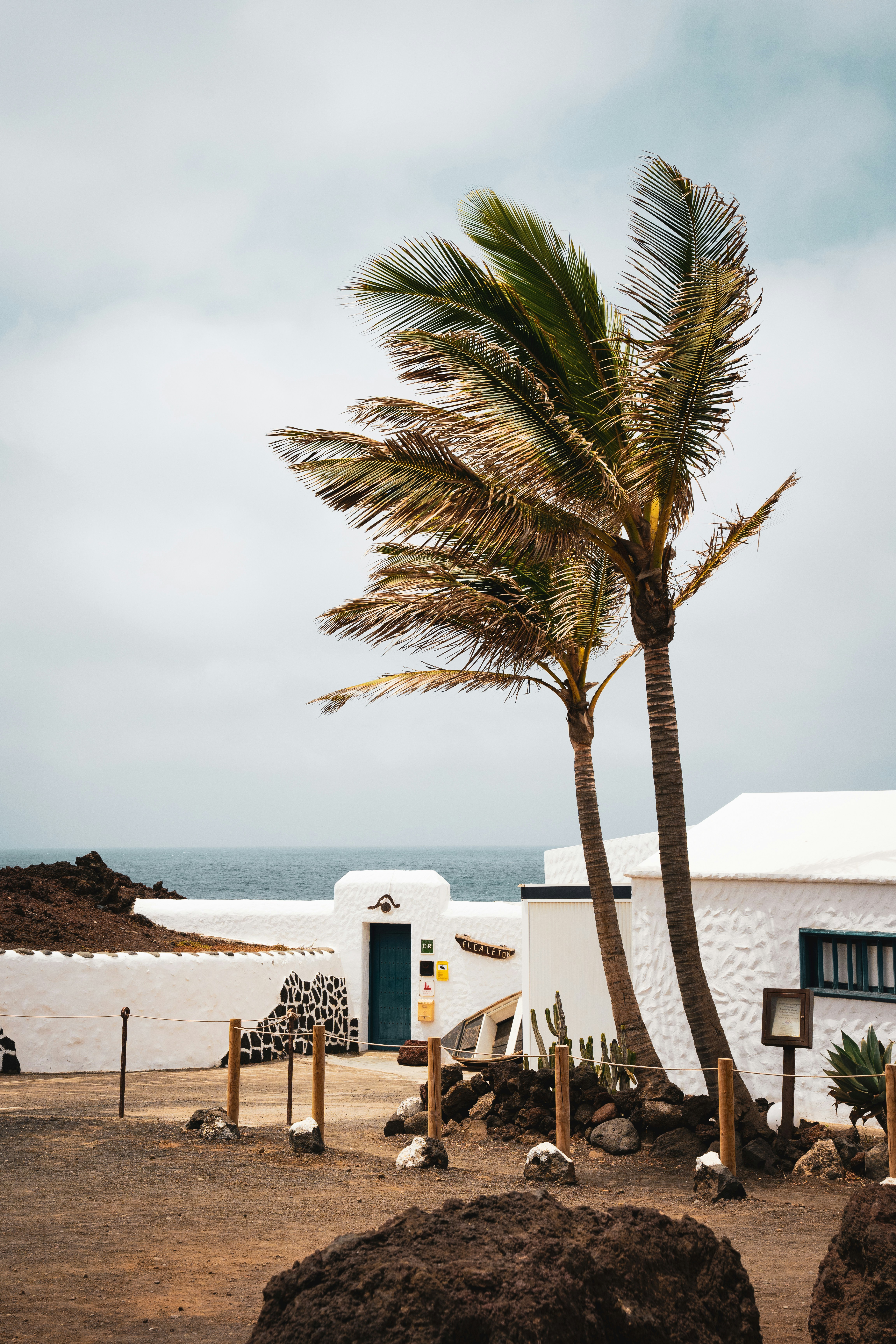 Leaning Palms Over a Whitewashed Canarian Seaside