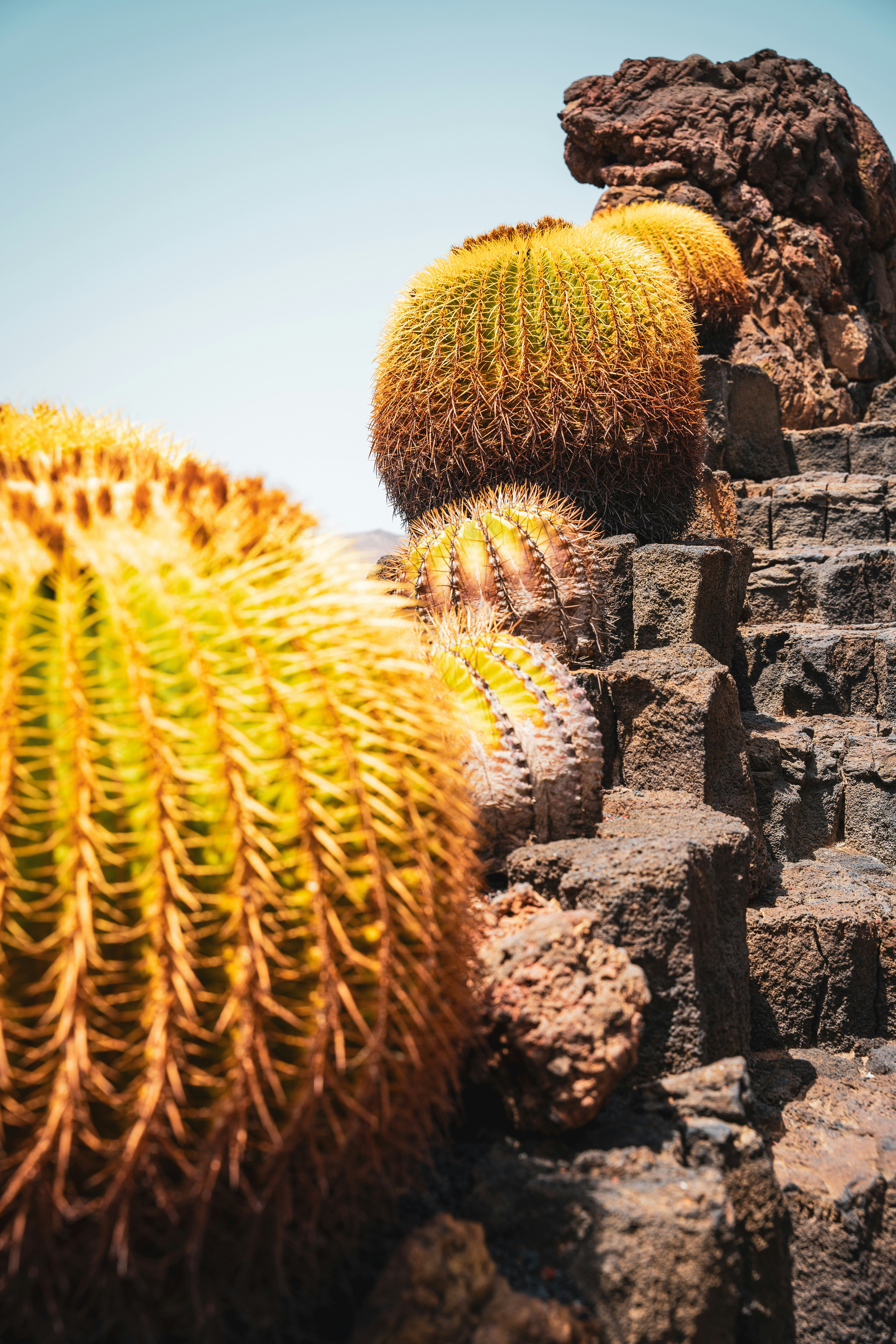 Gold Crowned Barrels Guard the Weathered Lava Steps