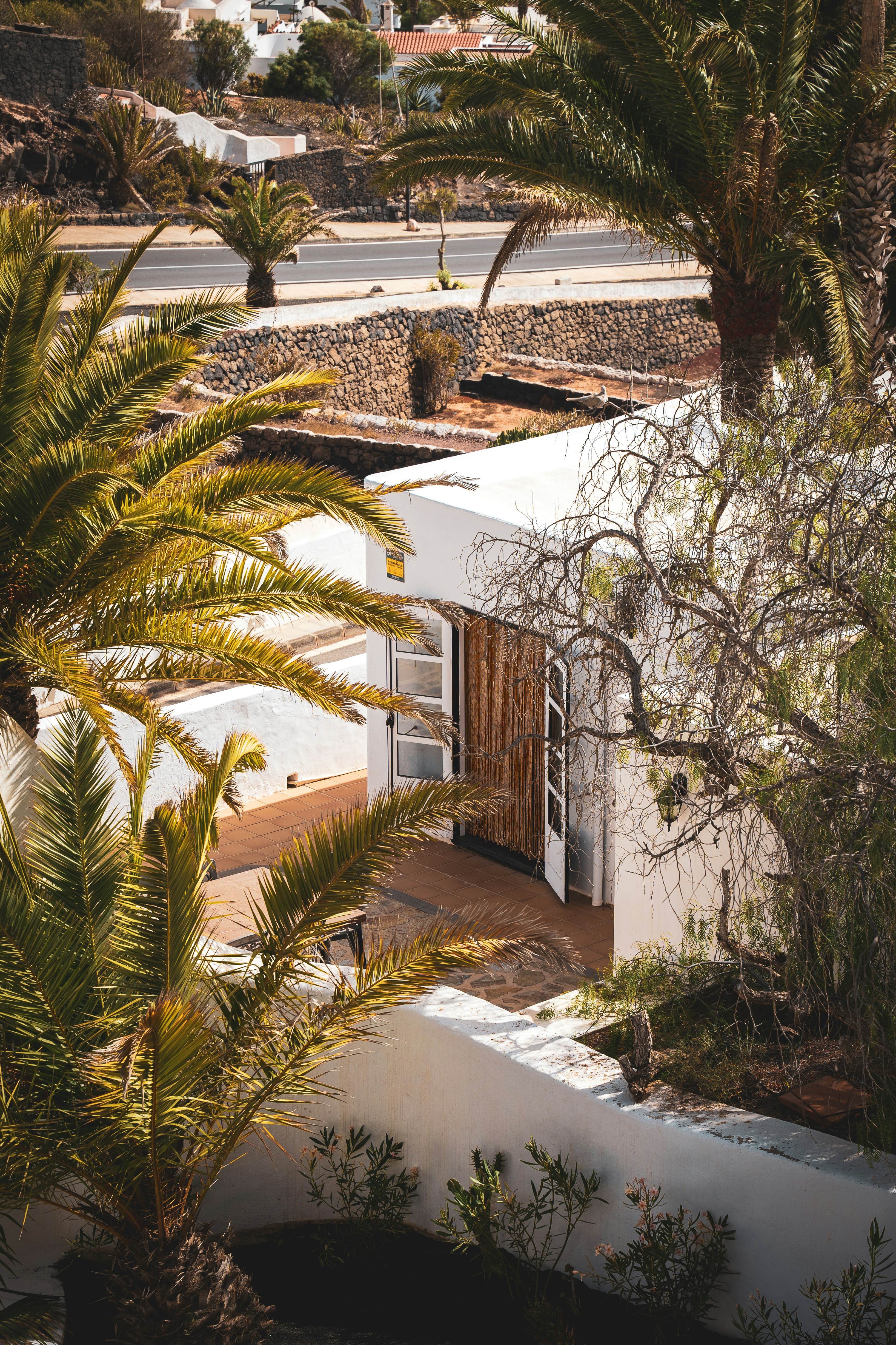 Sunlit Courtyard Framed by Palm Fronds and a White-Washed Entrance