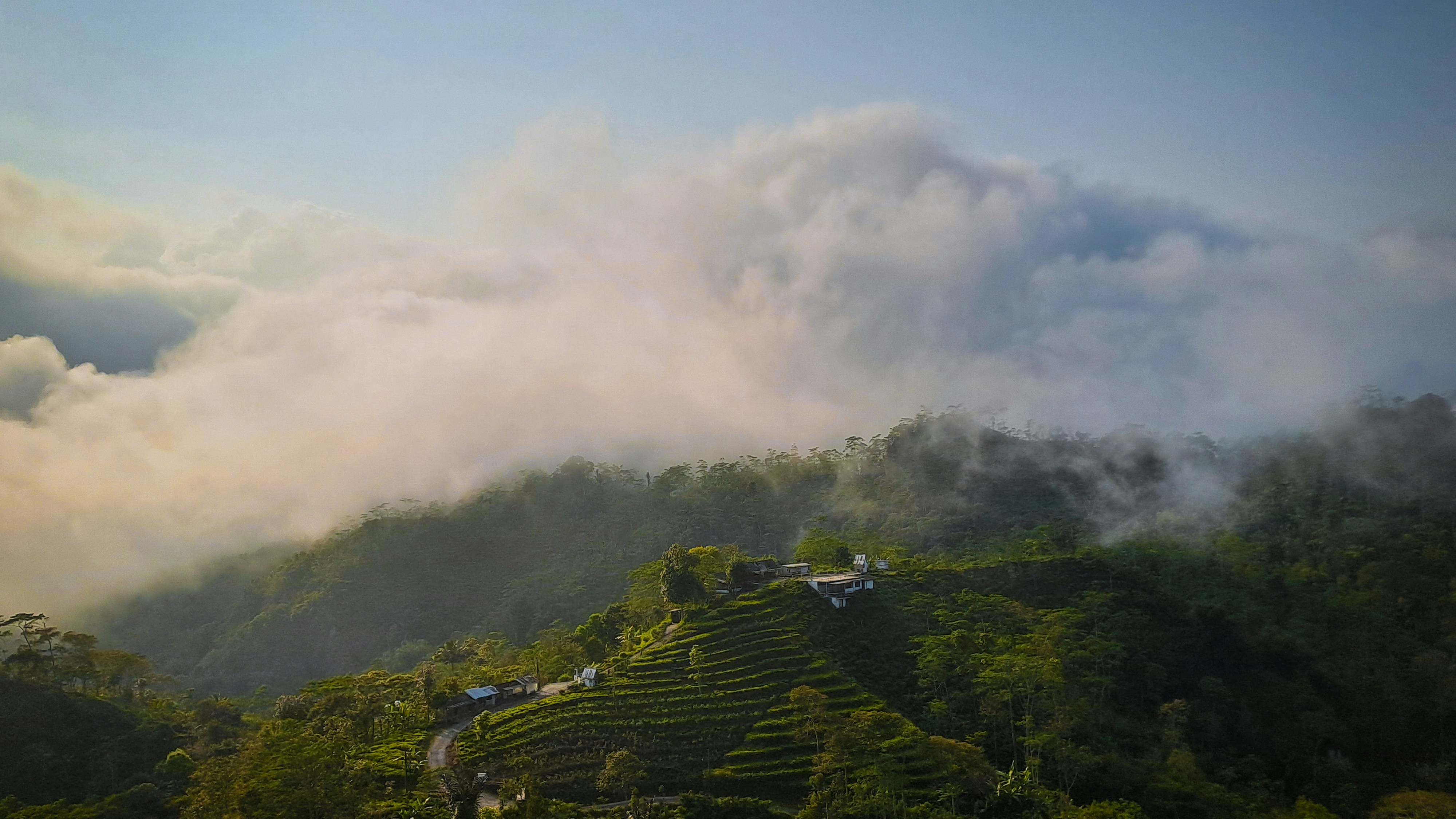 Aerial view of Nglinggo Tea Garden moments after sunrise