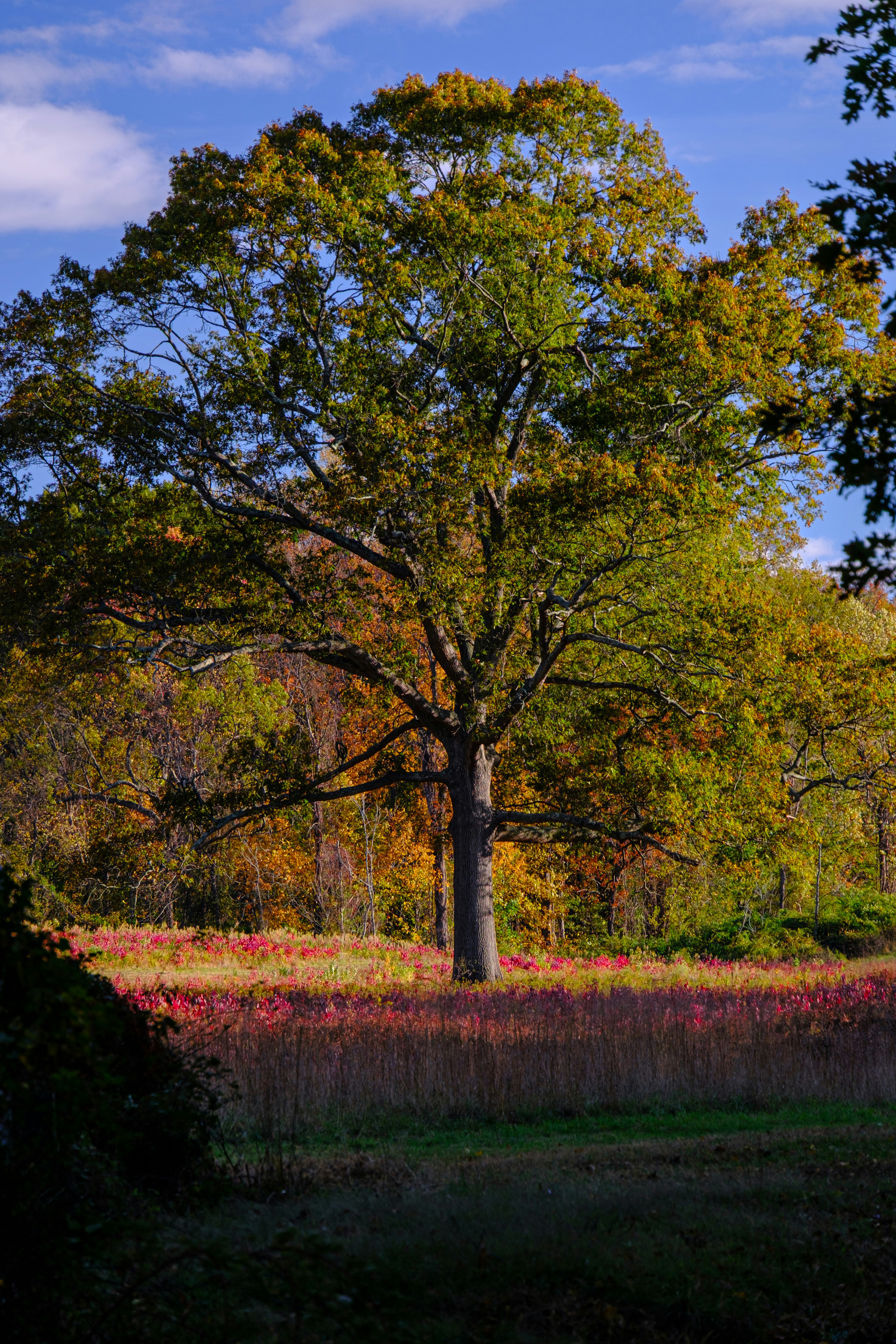 Large oak tree in a field with autumn foliage. photo – Free Forest ...