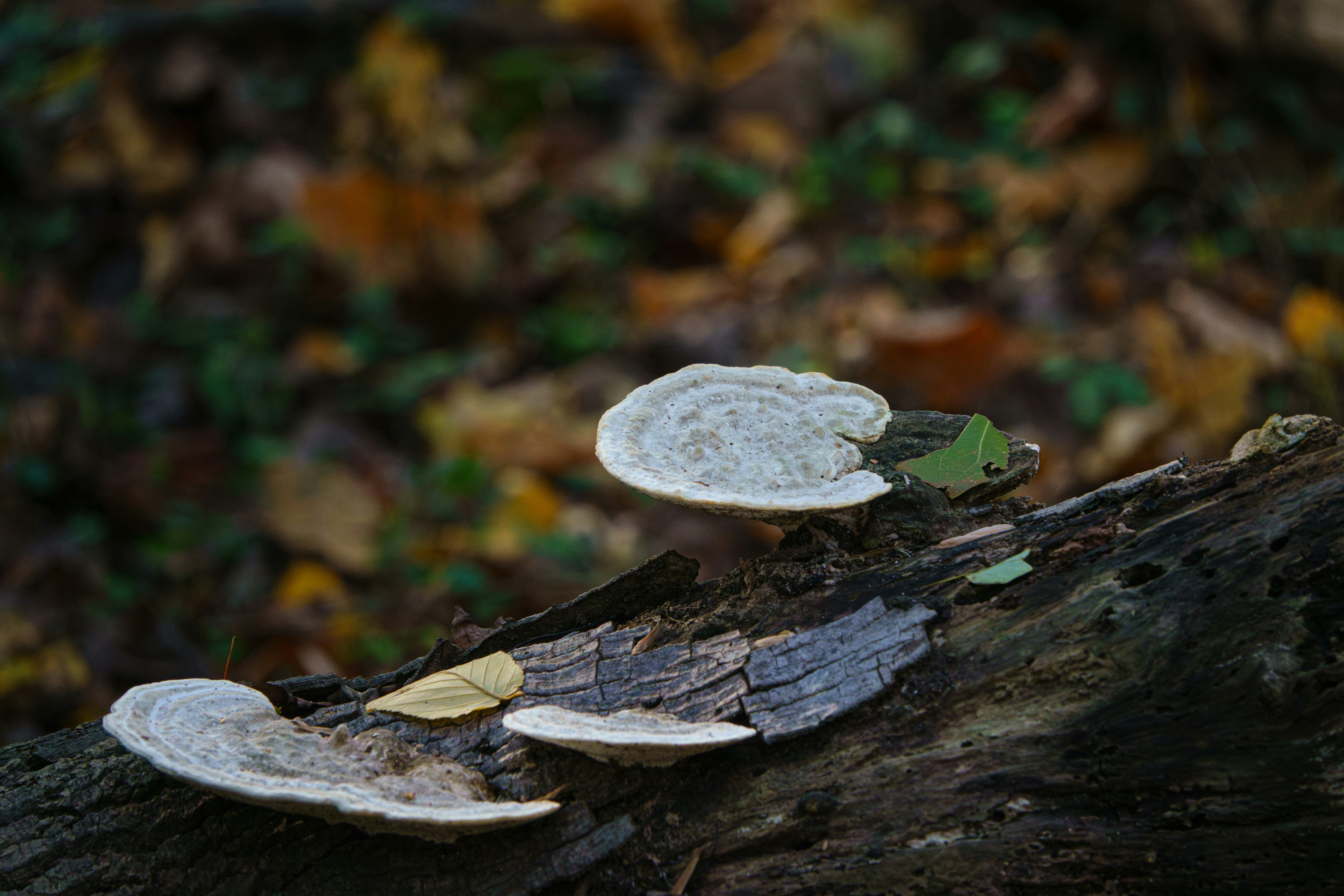 Whispers of White Brackets Along a Weathered Log