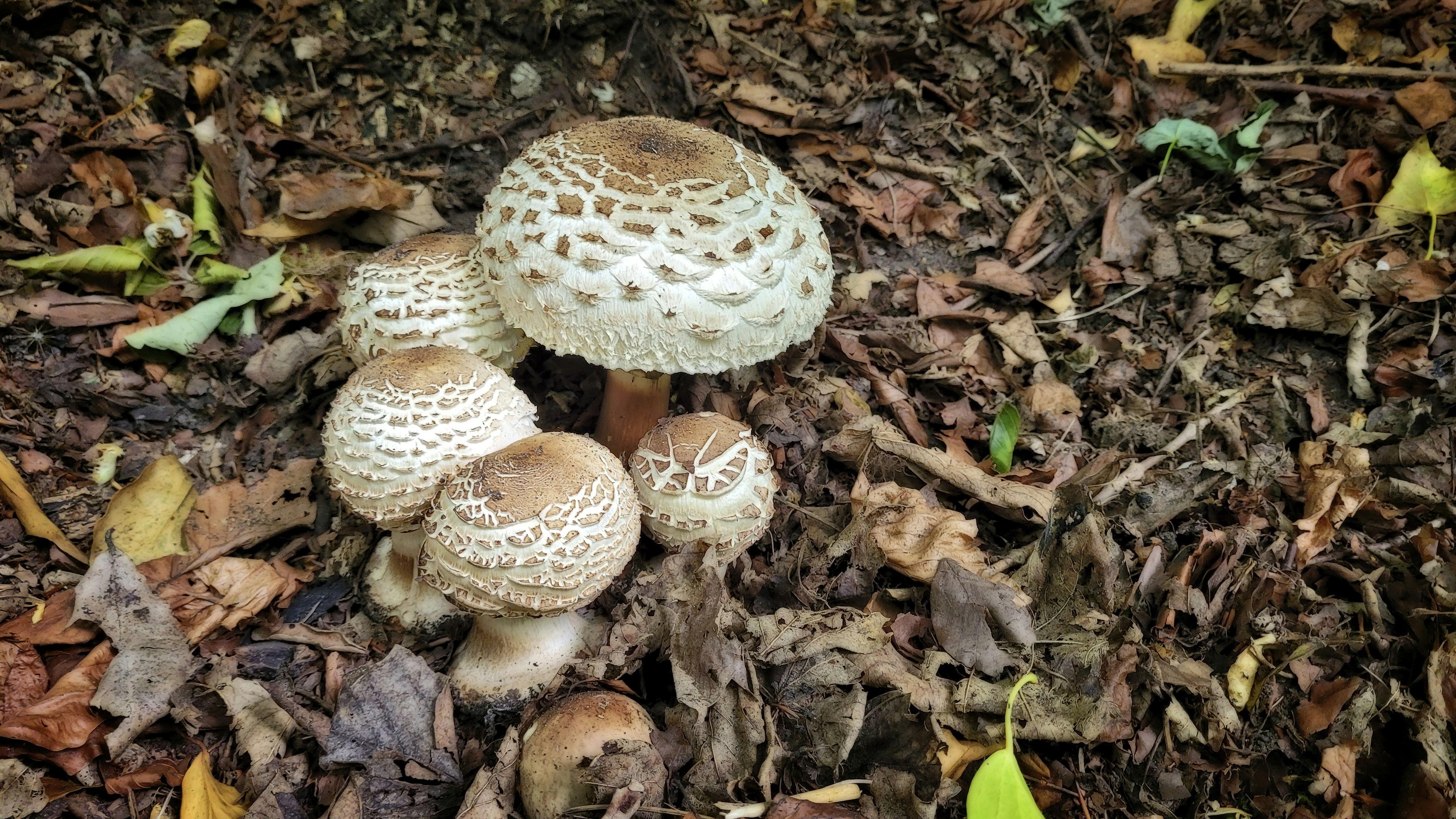 Mushroom Cluster Beneath a Carpet of Fallen Leaves