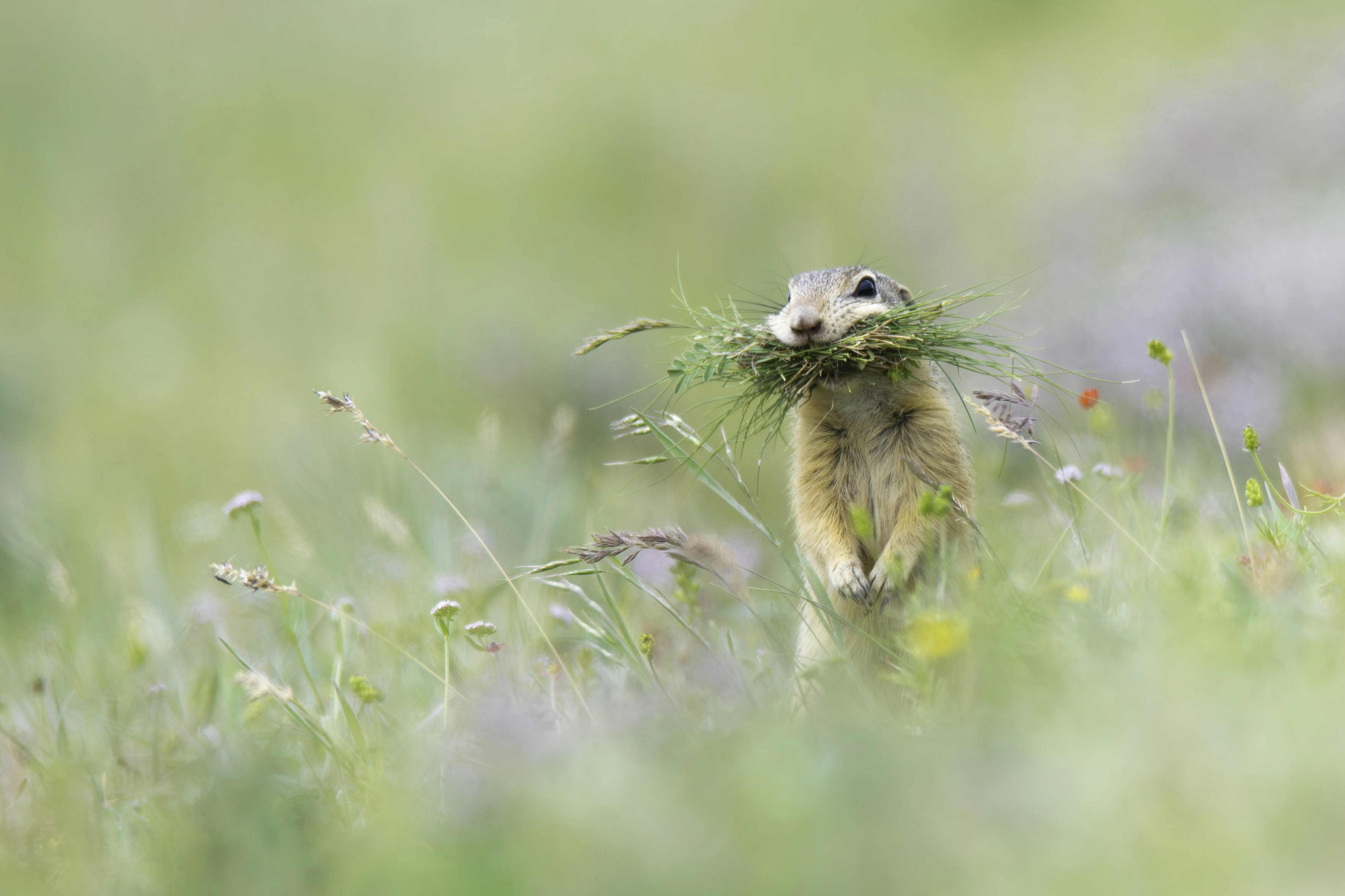 A ground squirrel eating and standing alert in the grass, bathed in warm afternoon light — a glimpse into the delicate balance of wild nature.