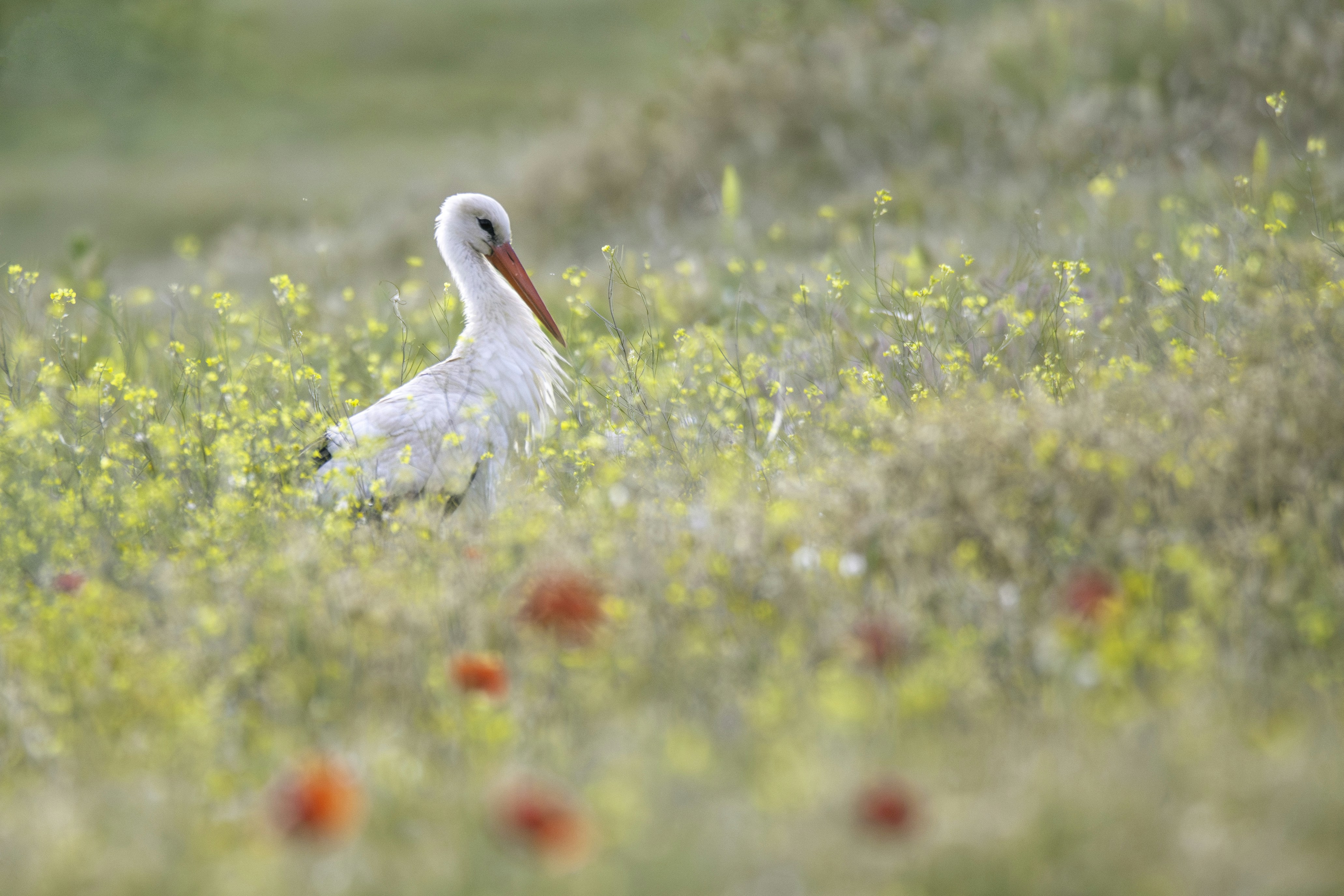 Snowy Egret in a Field of Golden Blooms