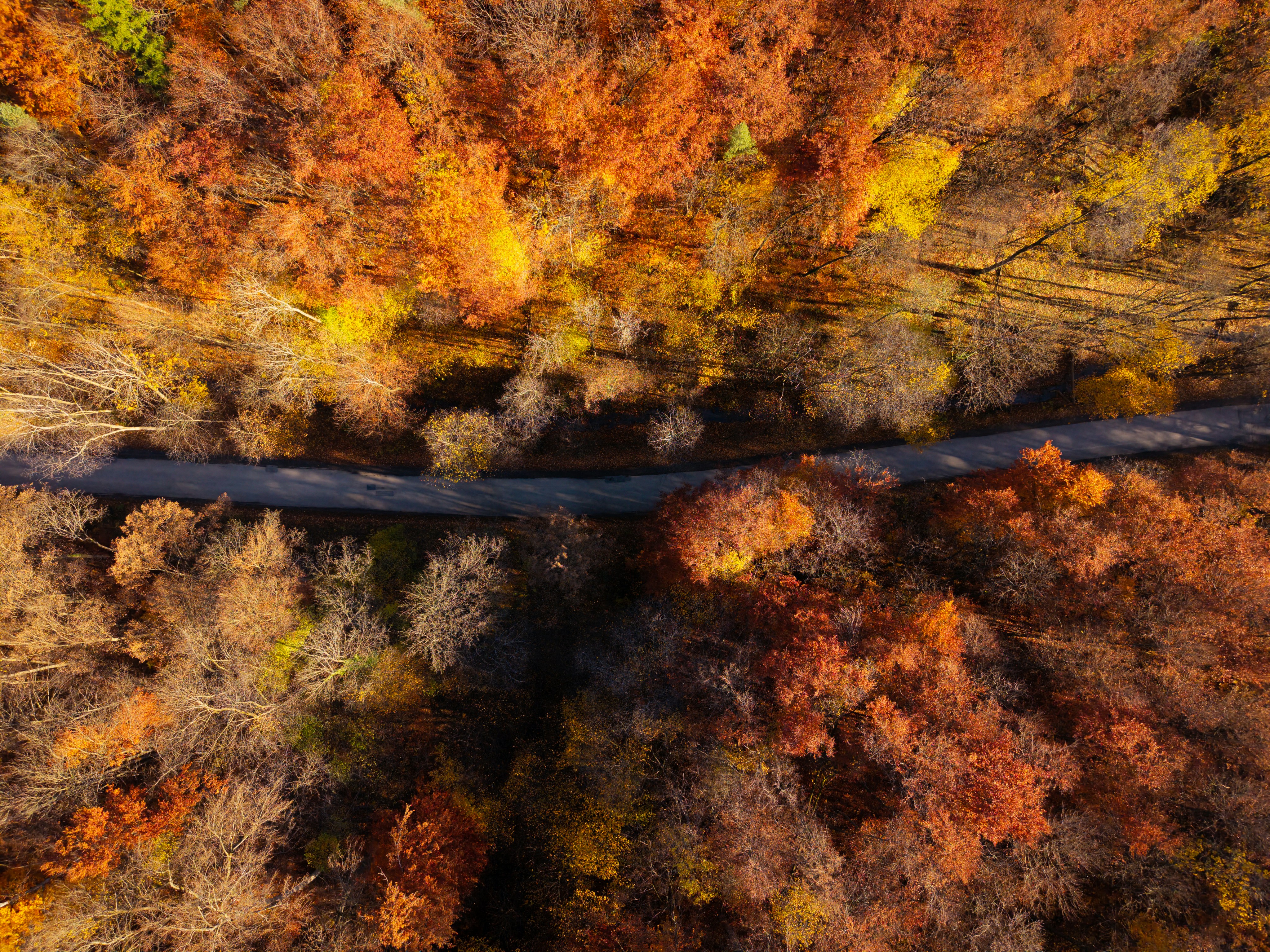 Crimson Canopy over a Cinnamon Road: An Aerial Autumn Scene