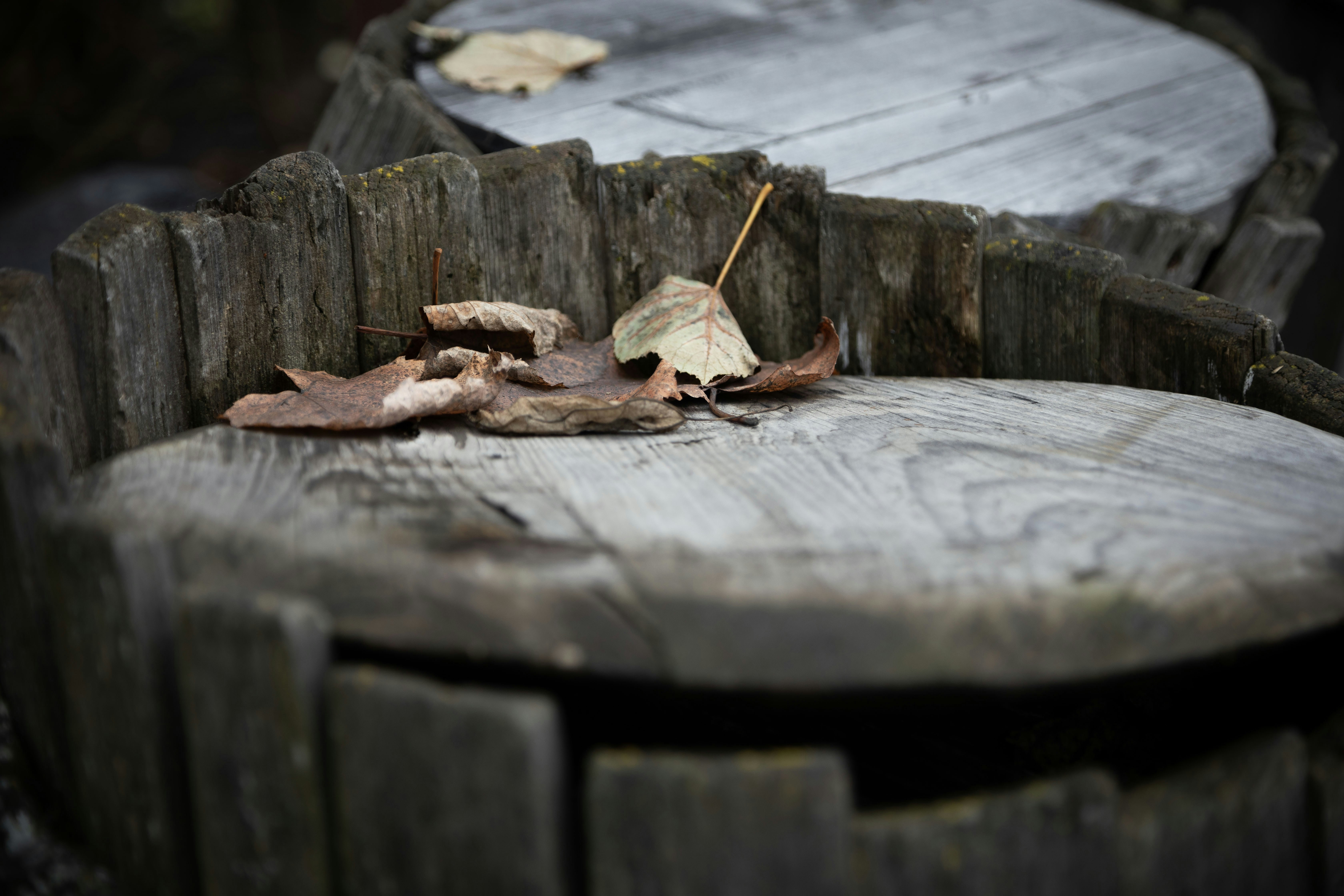 Leaf on Weathered Rings: A Close-Up Study of Time on Wood