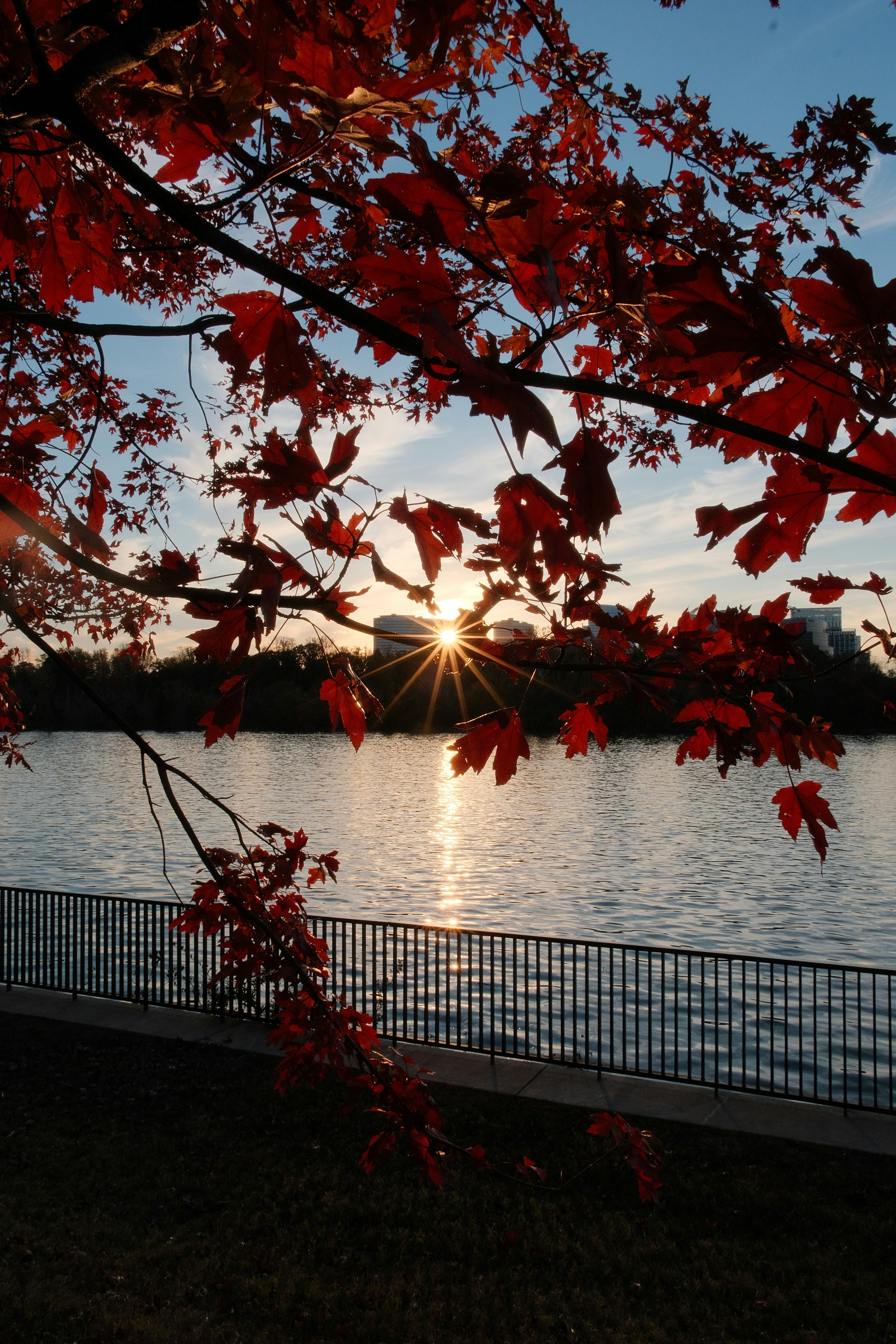 Sunburst Through a Ruby Canopy: Autumn Light on the River