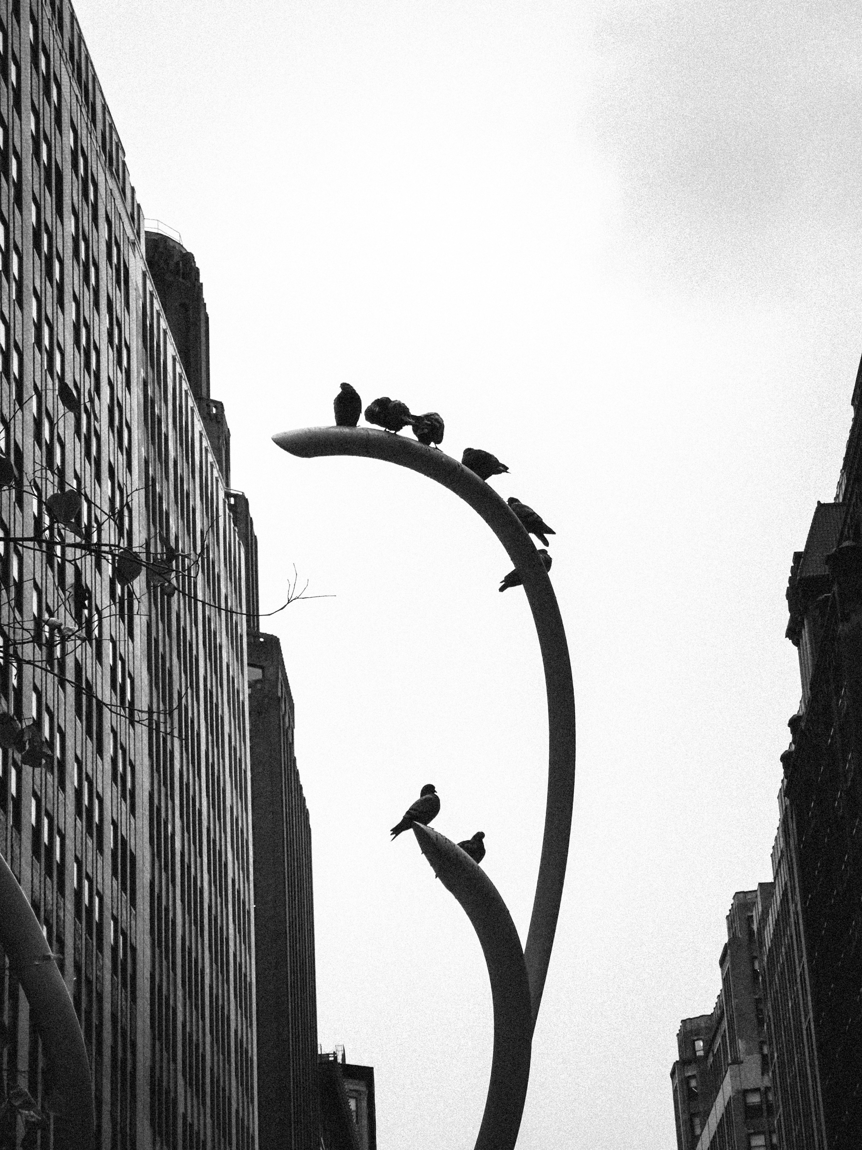Arc of Feathers: Pigeons Perched Along a Curved City Lamp