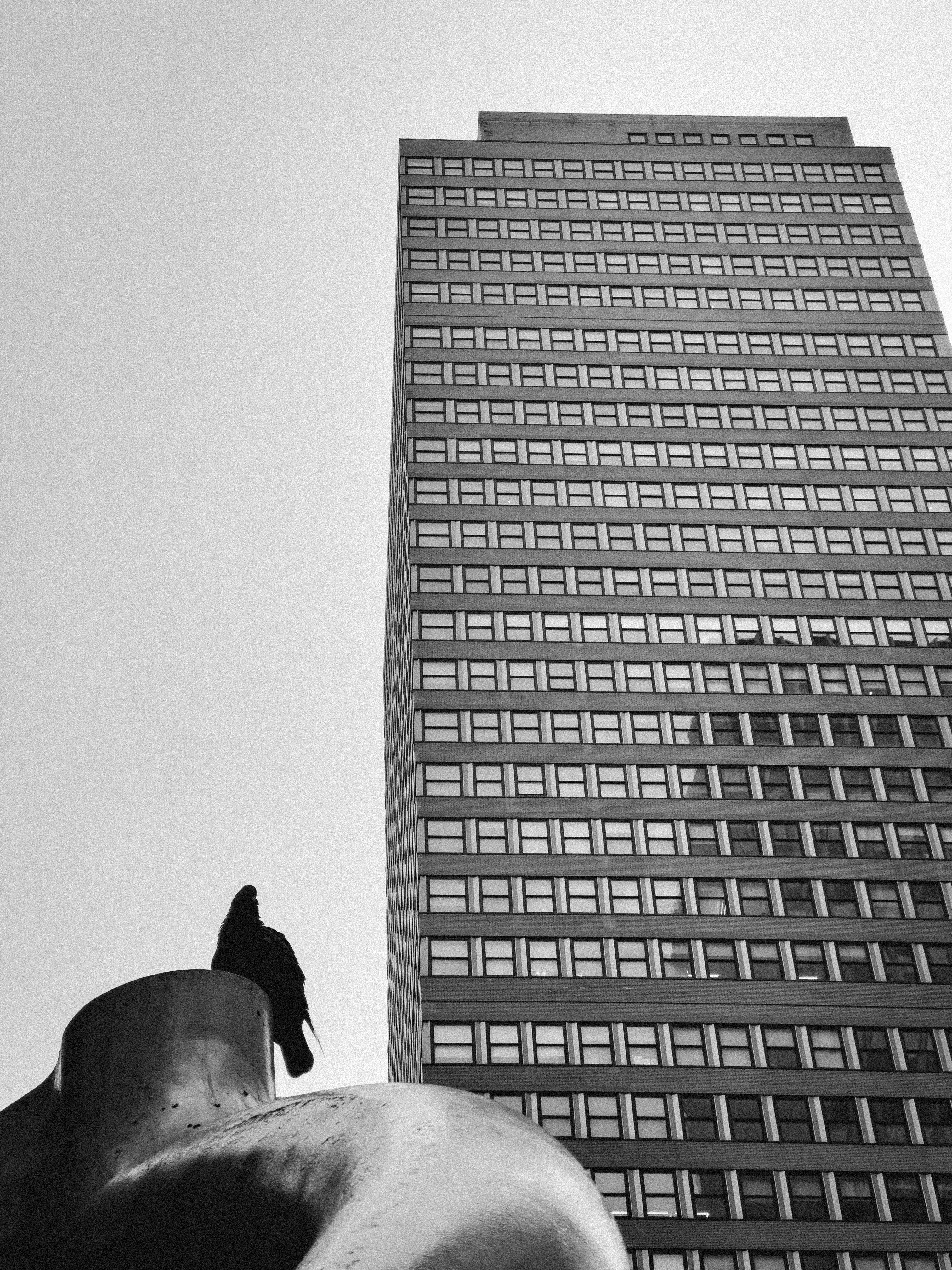 Lone Sentinel Over the Grid of Windows