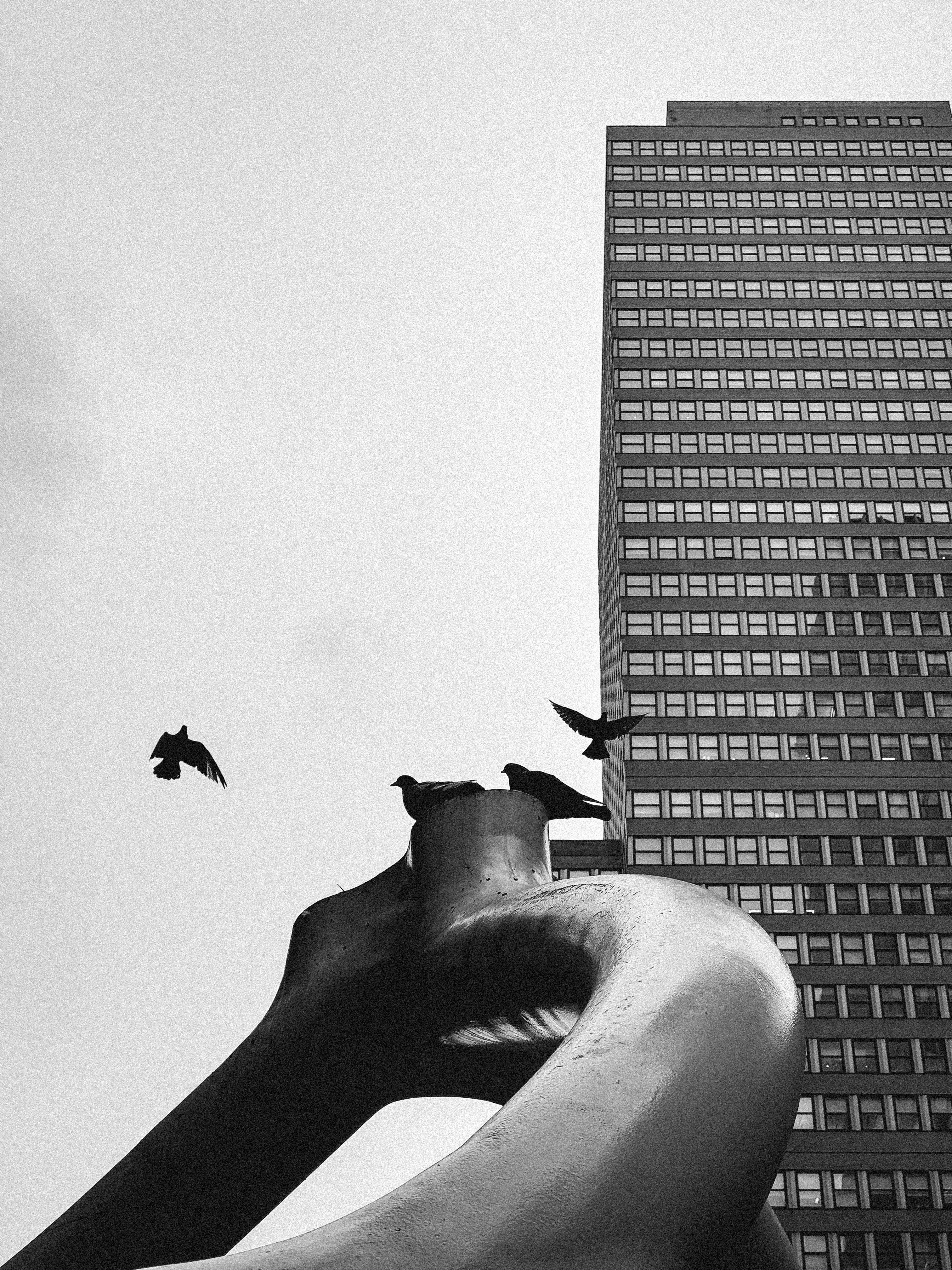 Birds at the Hand: A Sculptural Moment Beside the Skyscraper