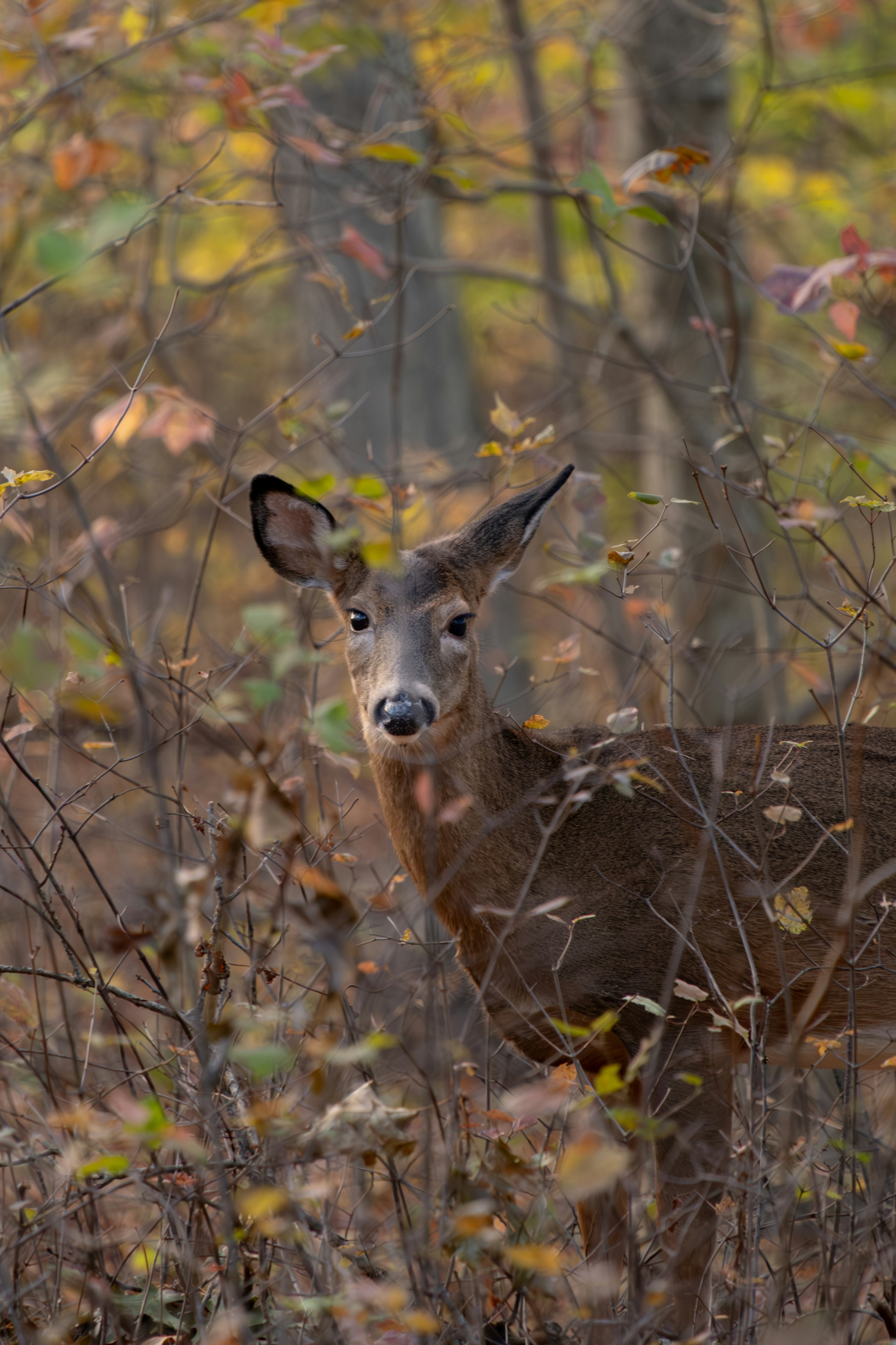 Photo by MICHAEL CHIARA with Fujifilm X-H2S