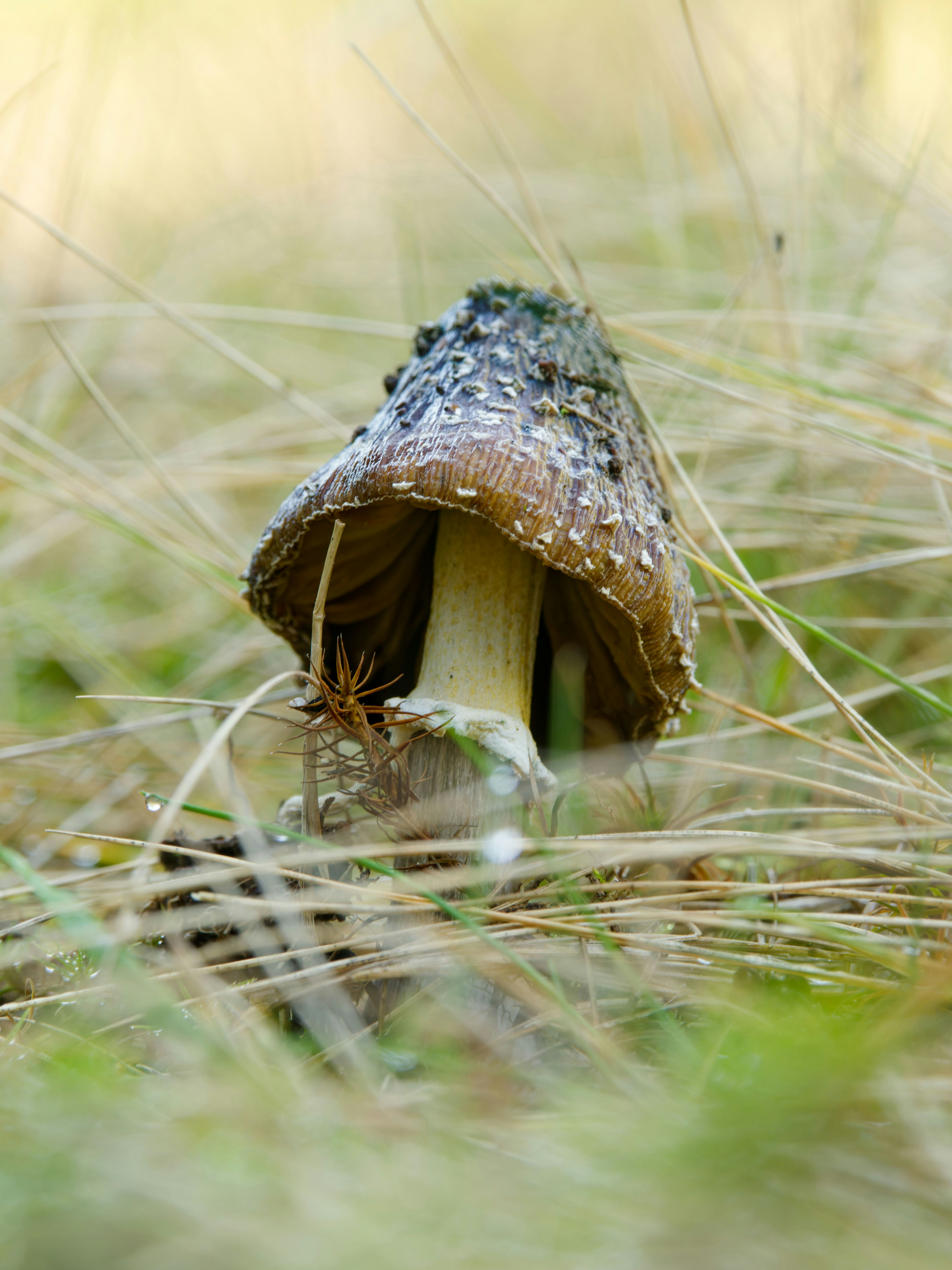 Photo by iuliu illes with OM System OM-1 Mark II