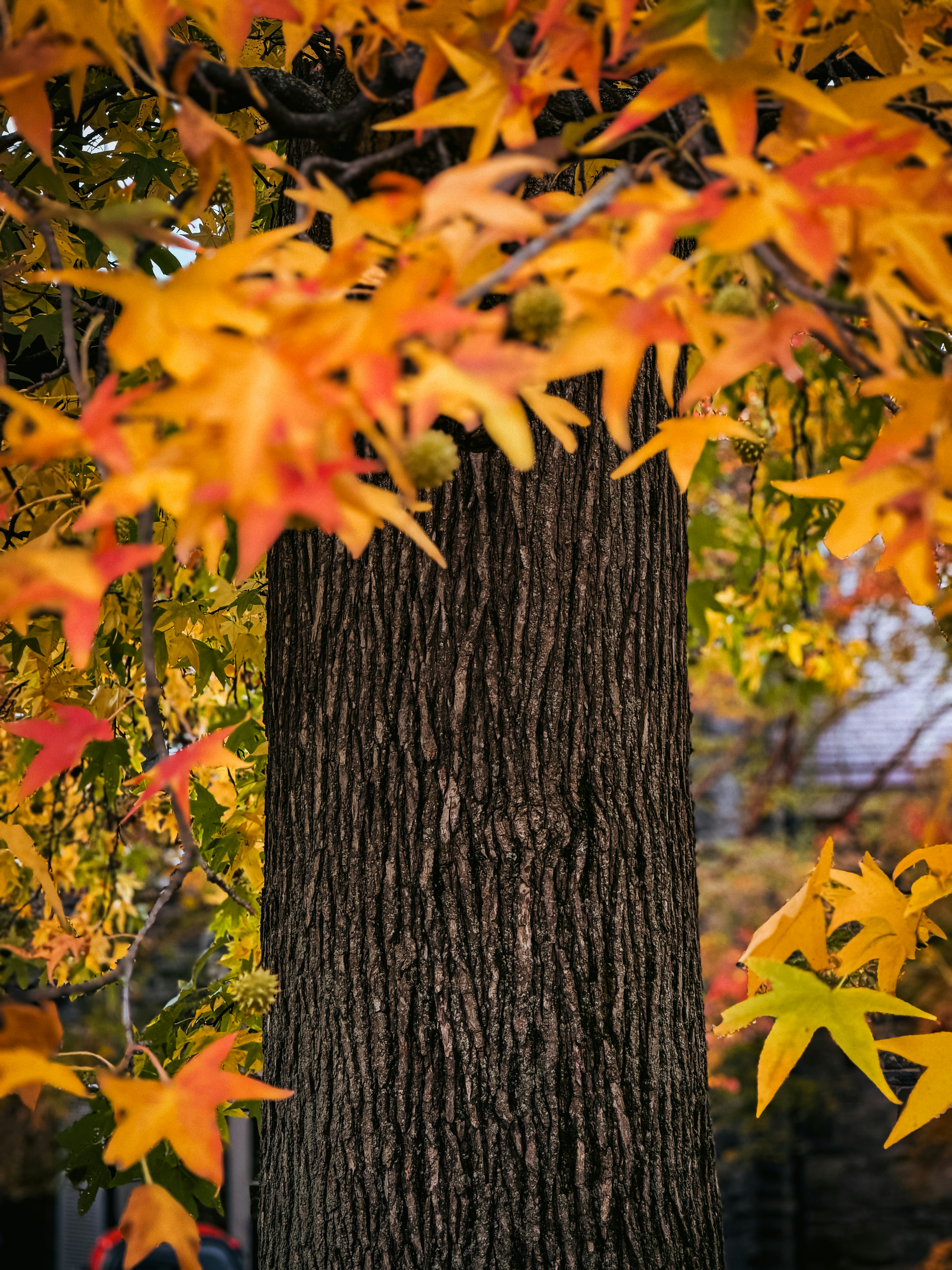 Autumn Trunk in a Framed Canyon of Leaves