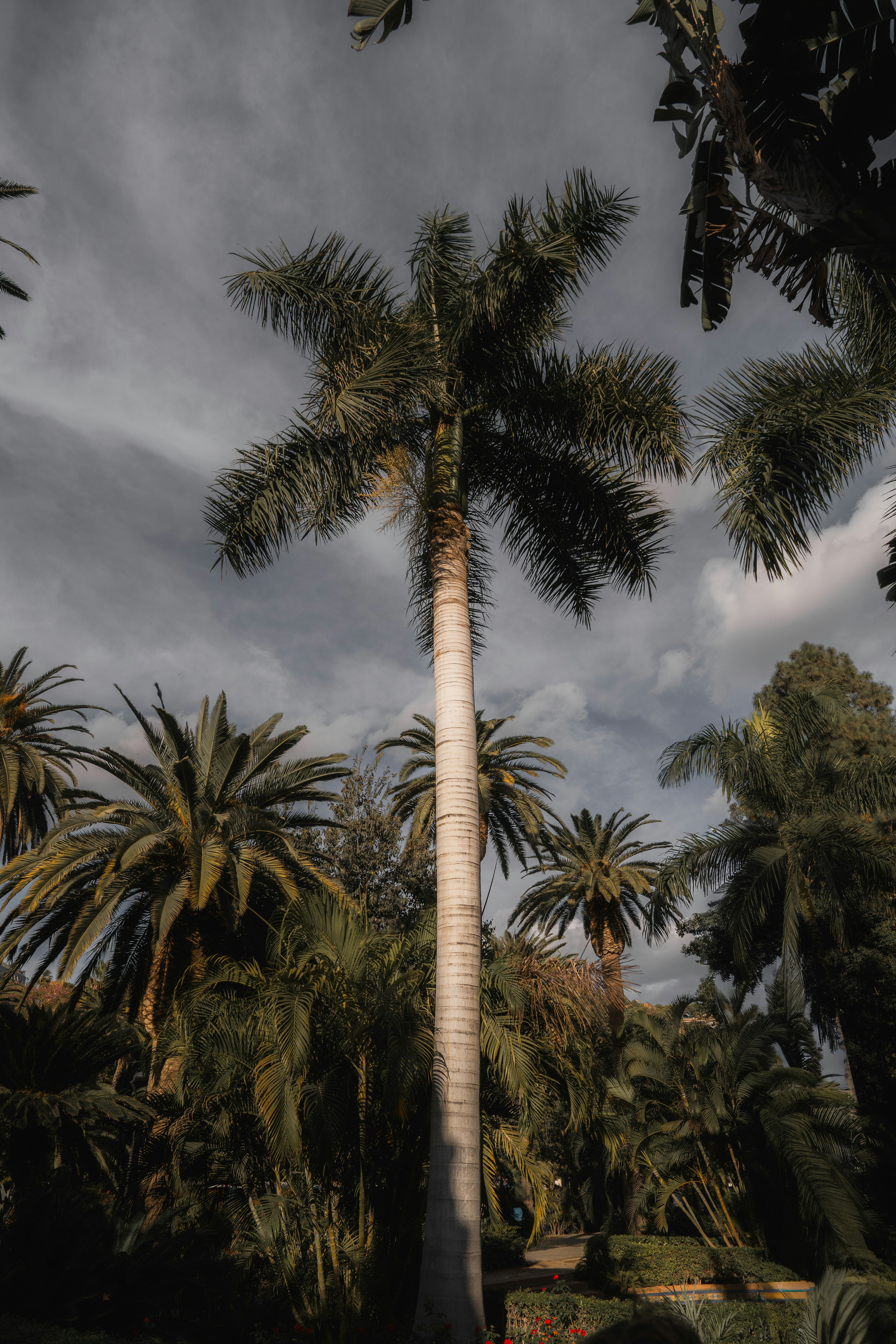 The Central Palm Crown: A Tall Sentinel Over a Tropical Path