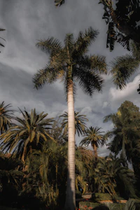 The Central Palm Crown: A Tall Sentinel Over a Tropical Path