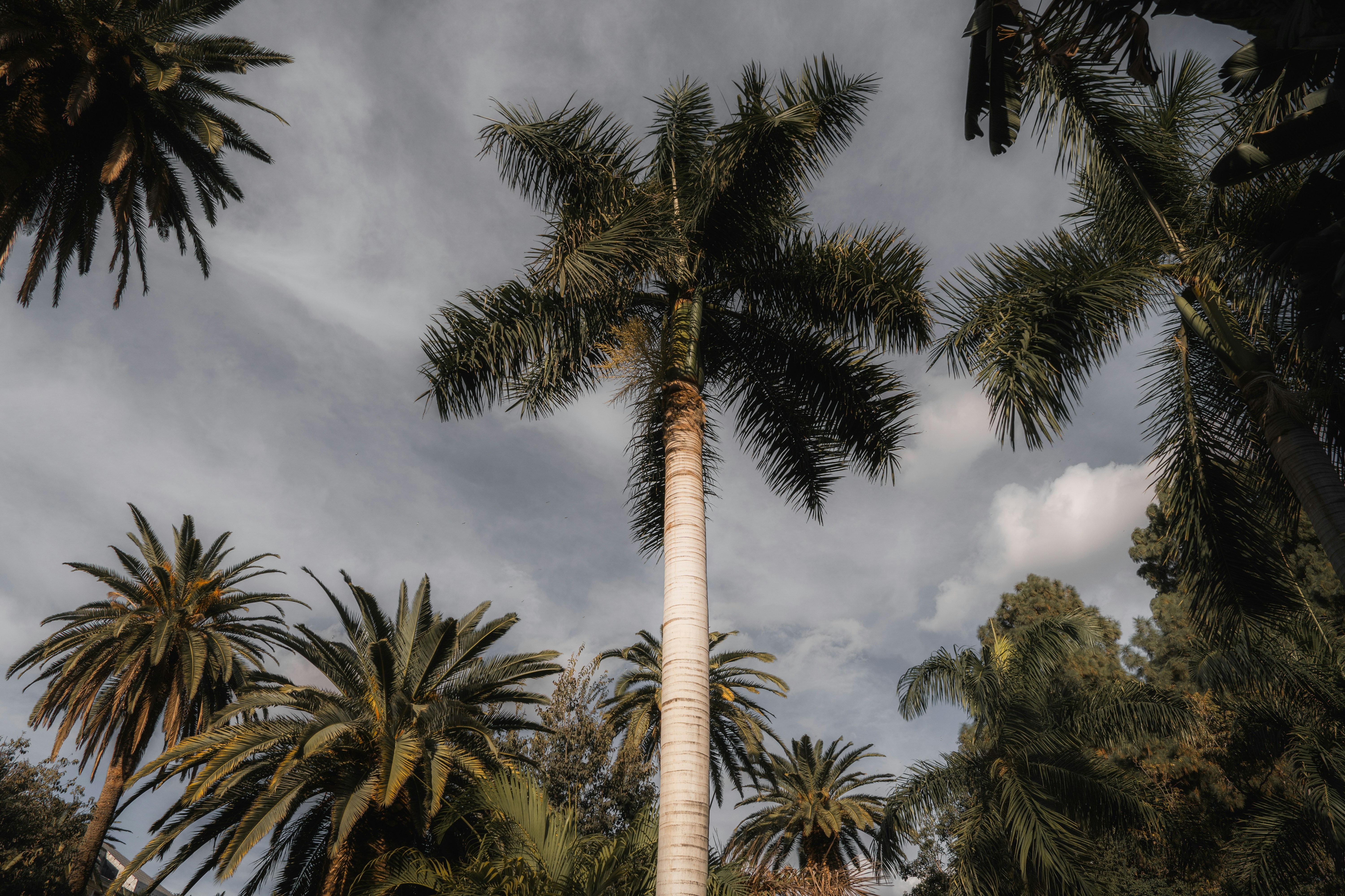 Vertical Sentinels: Palm Trunks Reach Under a Dappled Sky