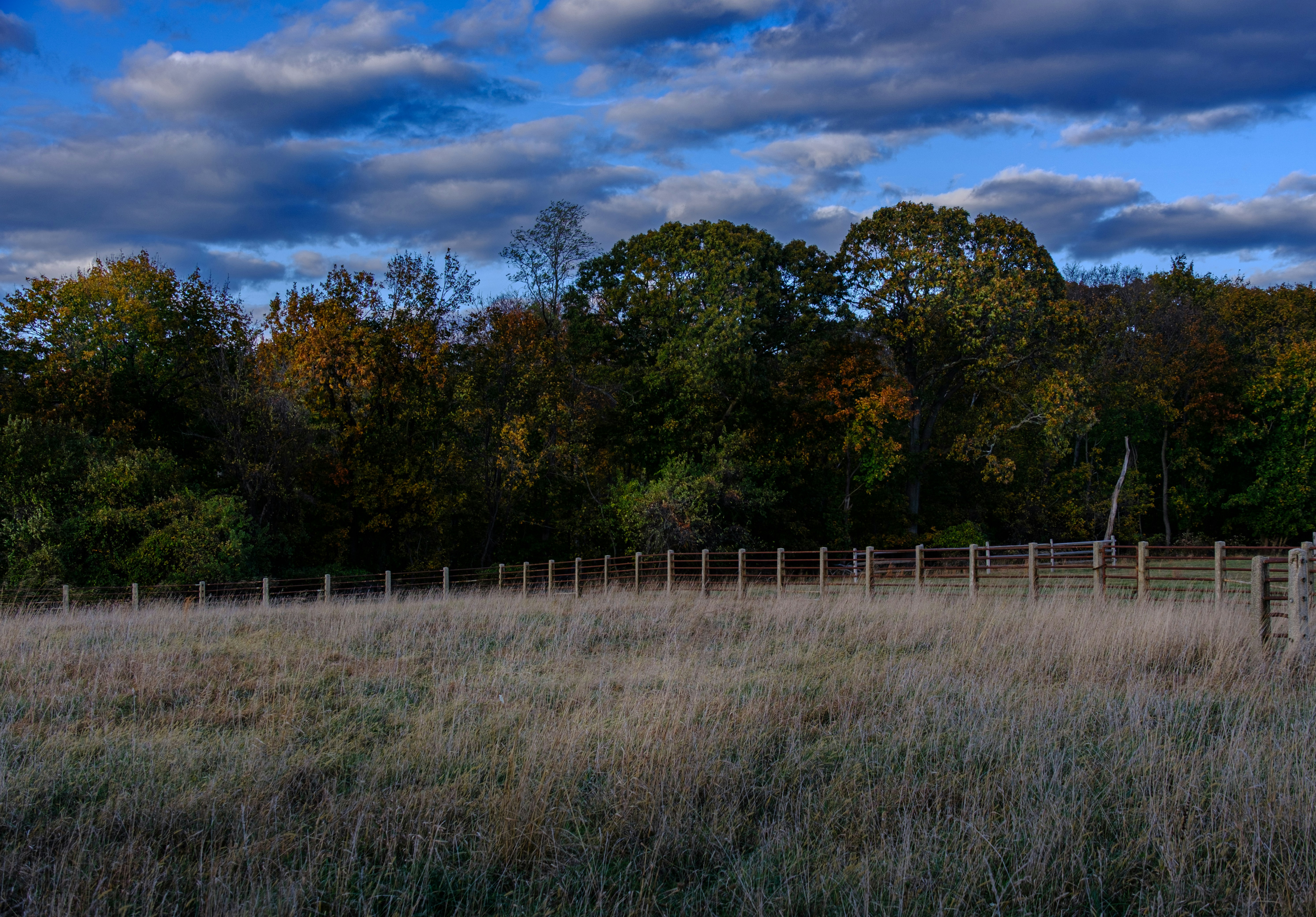 Fence Line at Fall Light: Trees in Transition Beneath a Clouded Sky