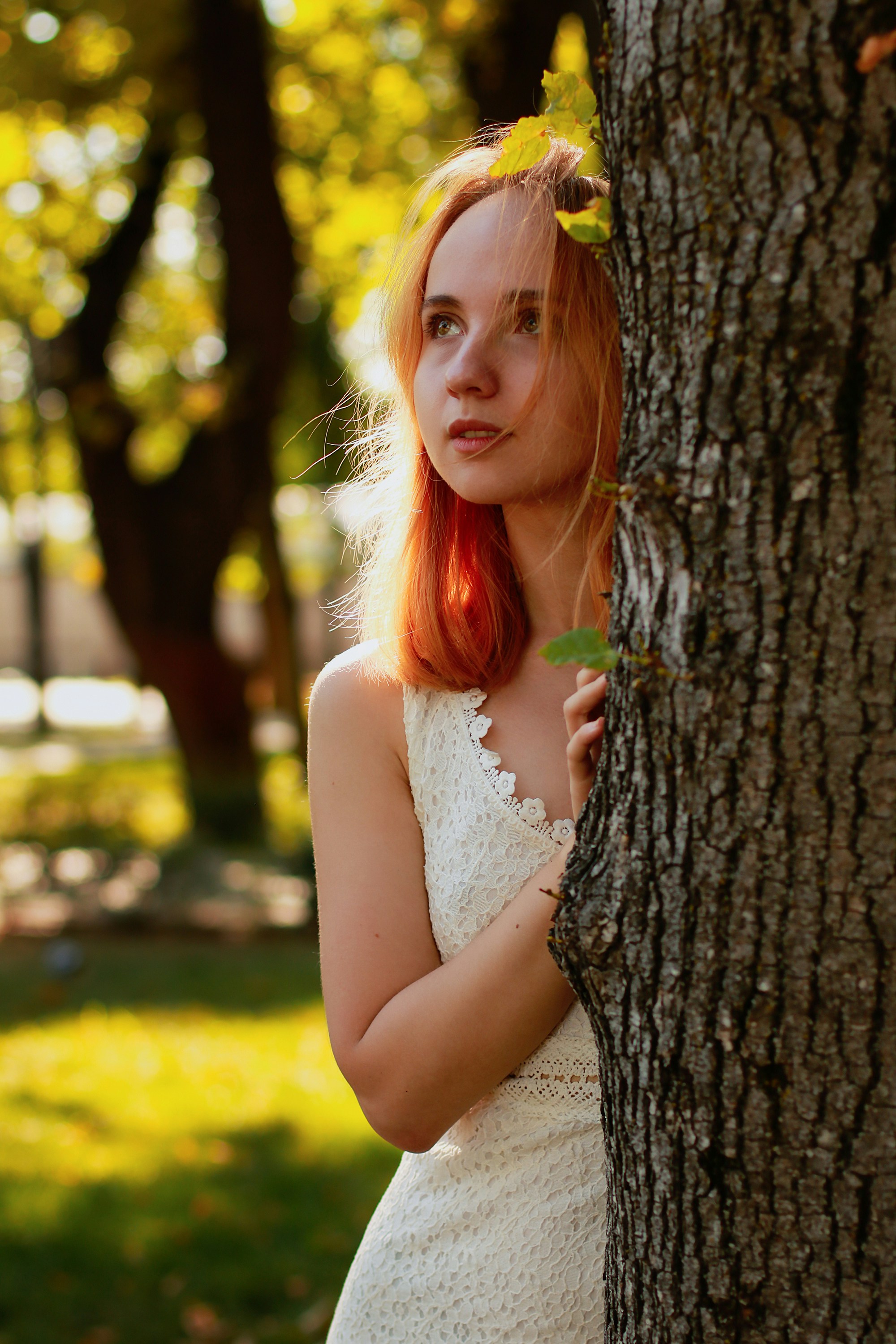 Autumn Gold Through Bark: A Quiet Portrait at the Tree's Edge