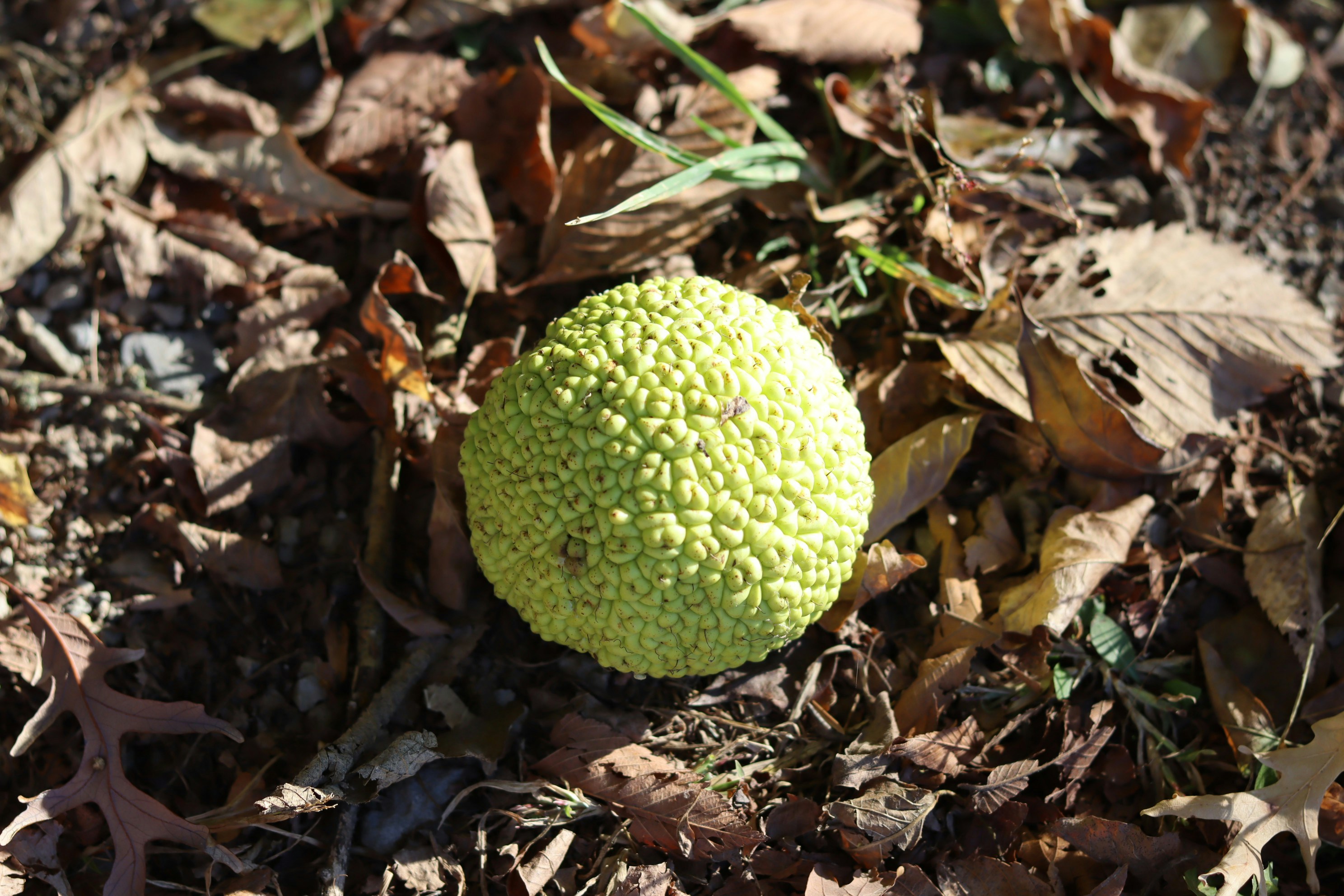 Lime-Textured Osage Orange Nestled Among Autumn Leaves