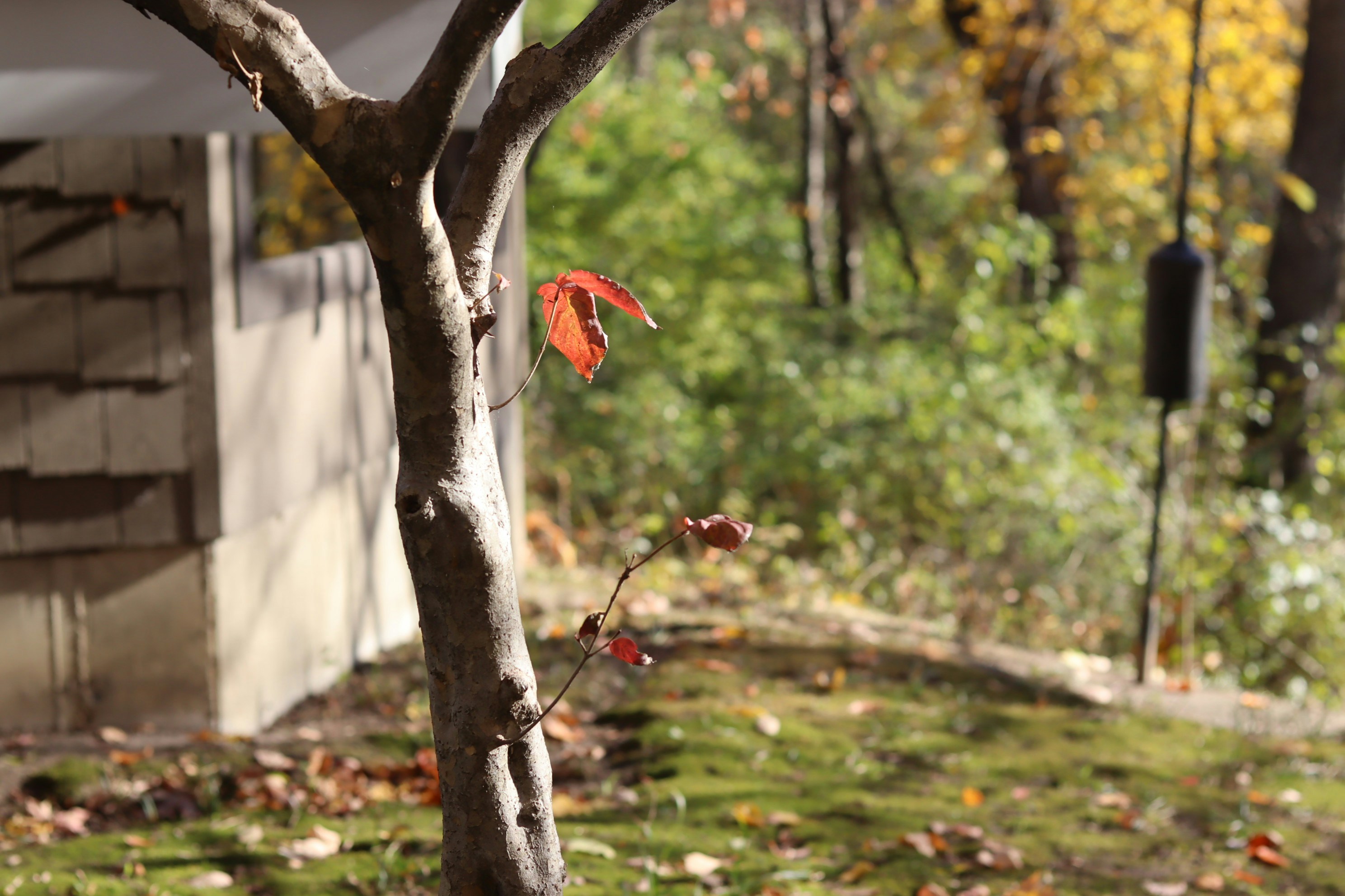 Photo by K F with Canon EOS 850D