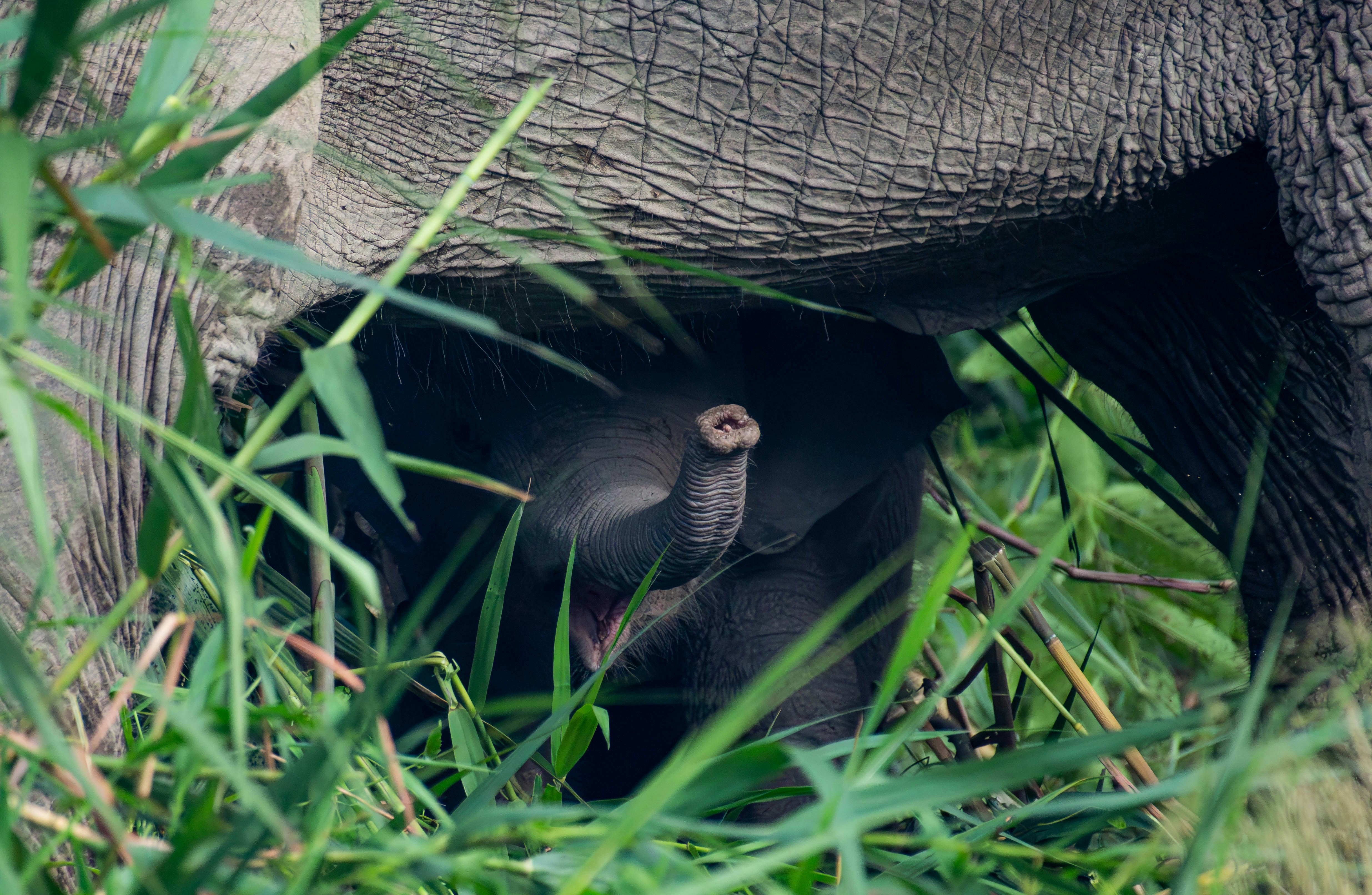 Trunk in the Tall Grass: A Calf Elephant’s Quiet Hideaway