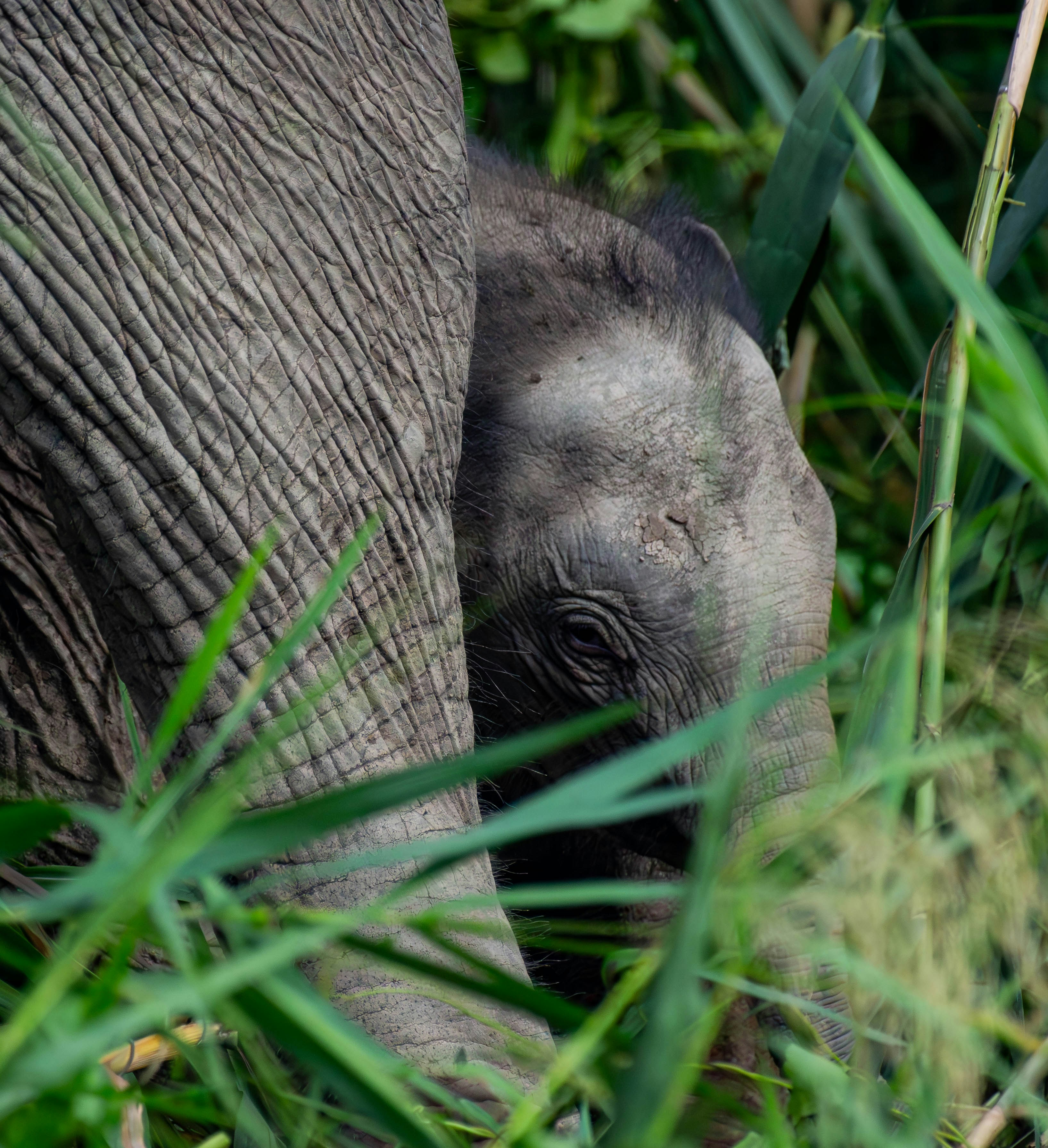 Peering Through Green: An Elephant's Eye at the Edge of Foliage