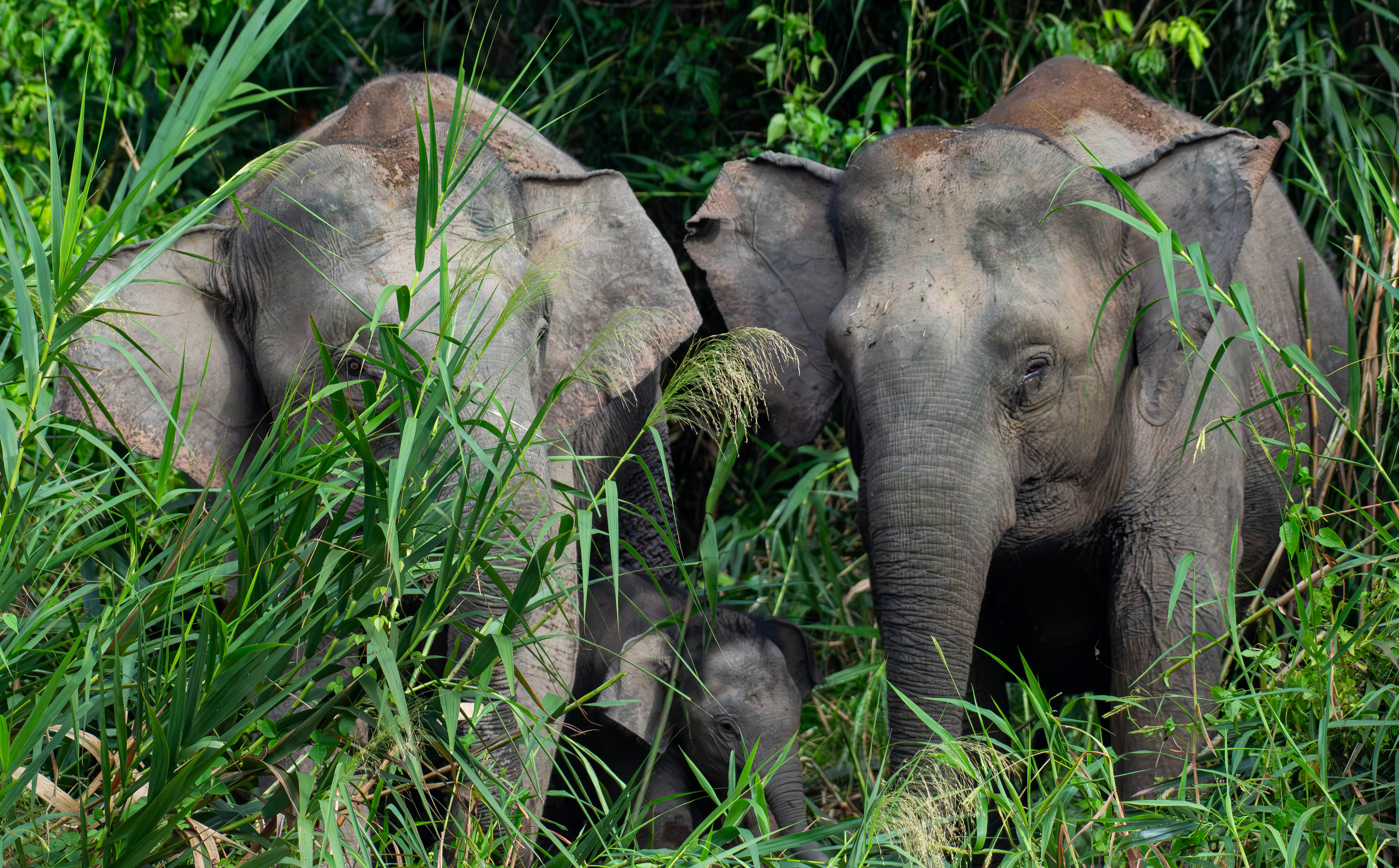 Verdant Veil: A Family of Elephants in Dense Reeds