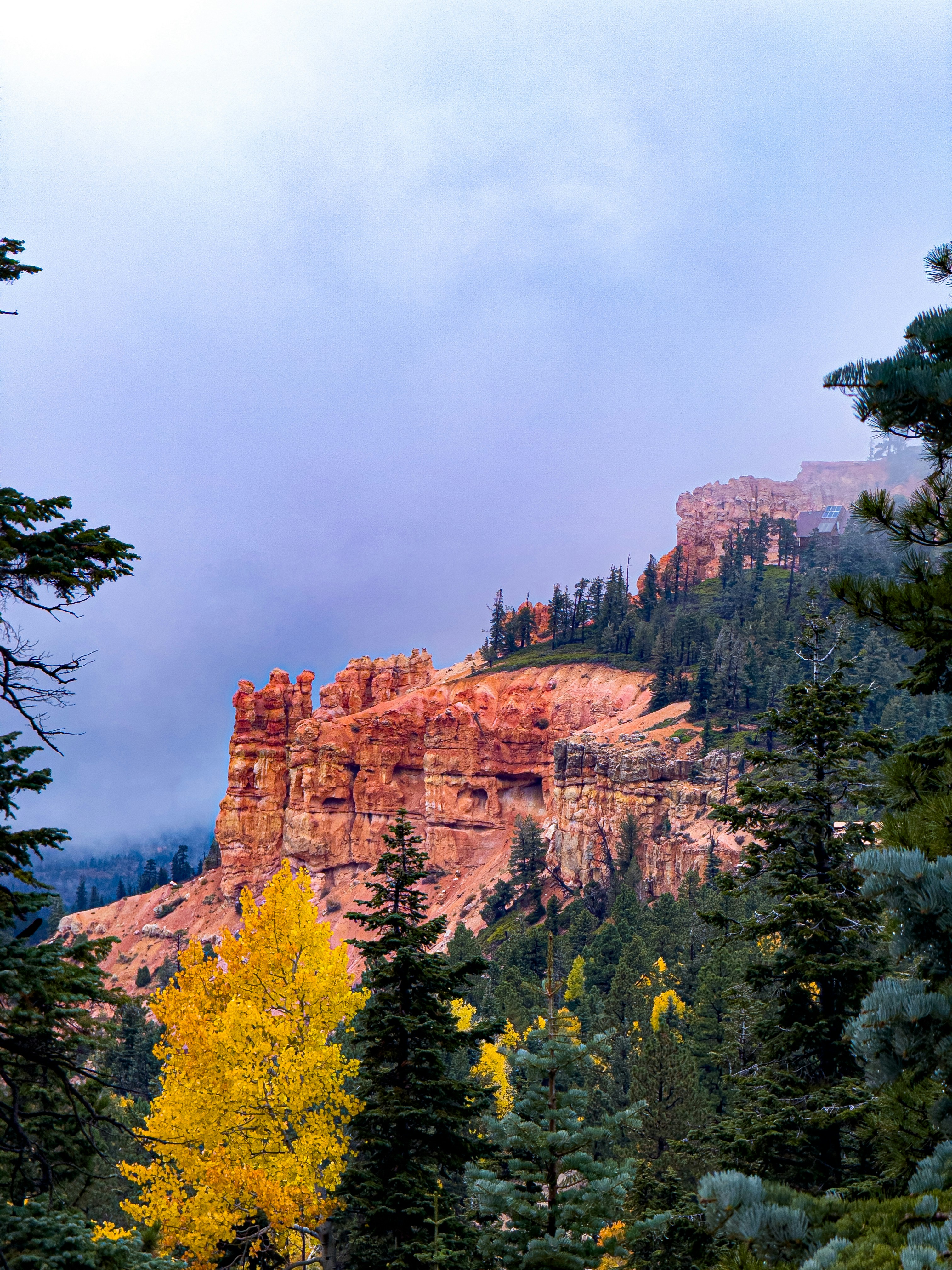 Colorful canyon cliffs rise above a forest of evergreen pines and yellow aspens, with a moody sky overhead in a layered landscape.