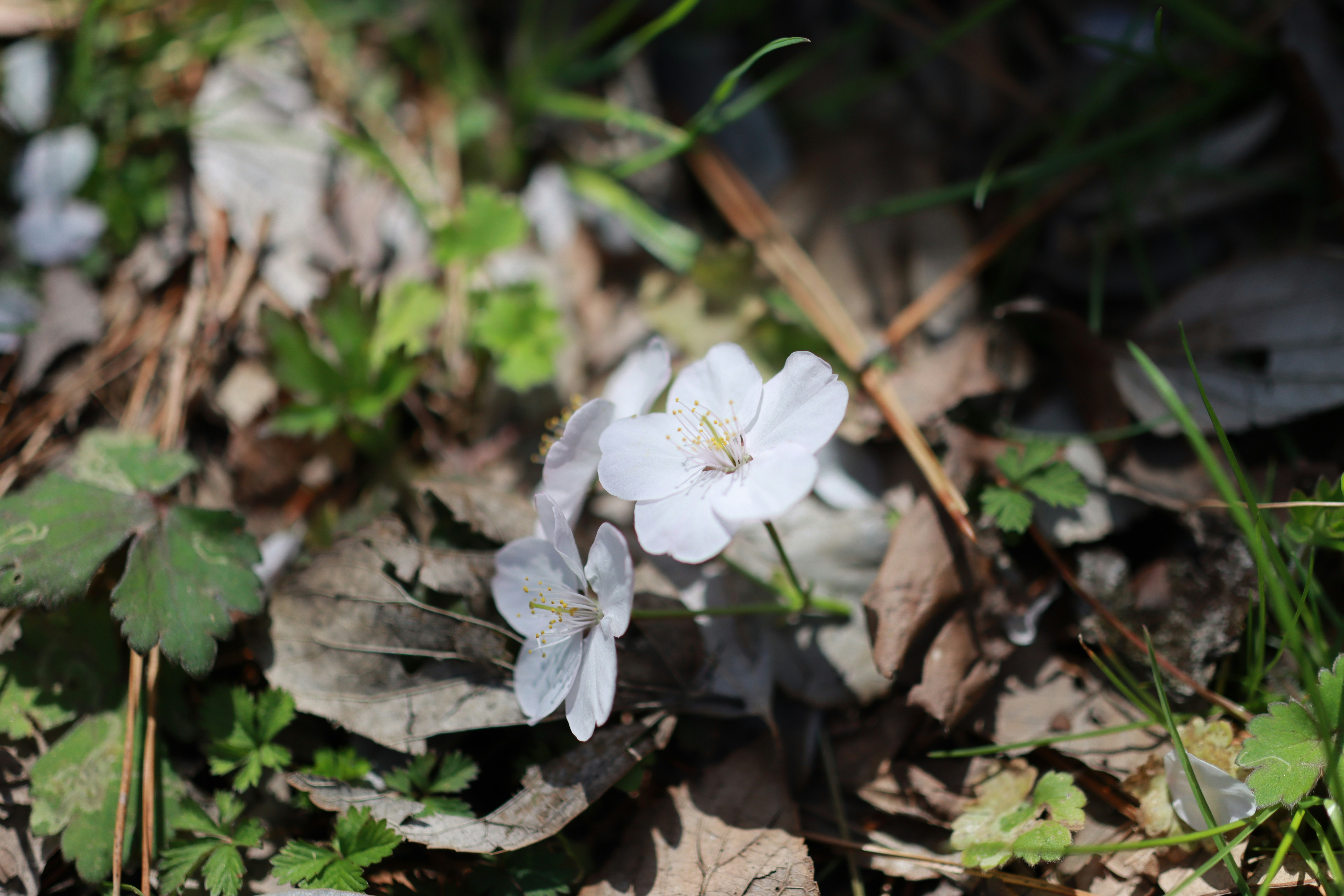 White Petals on a Quiet Forest Floor: A Moment of Fragile Light