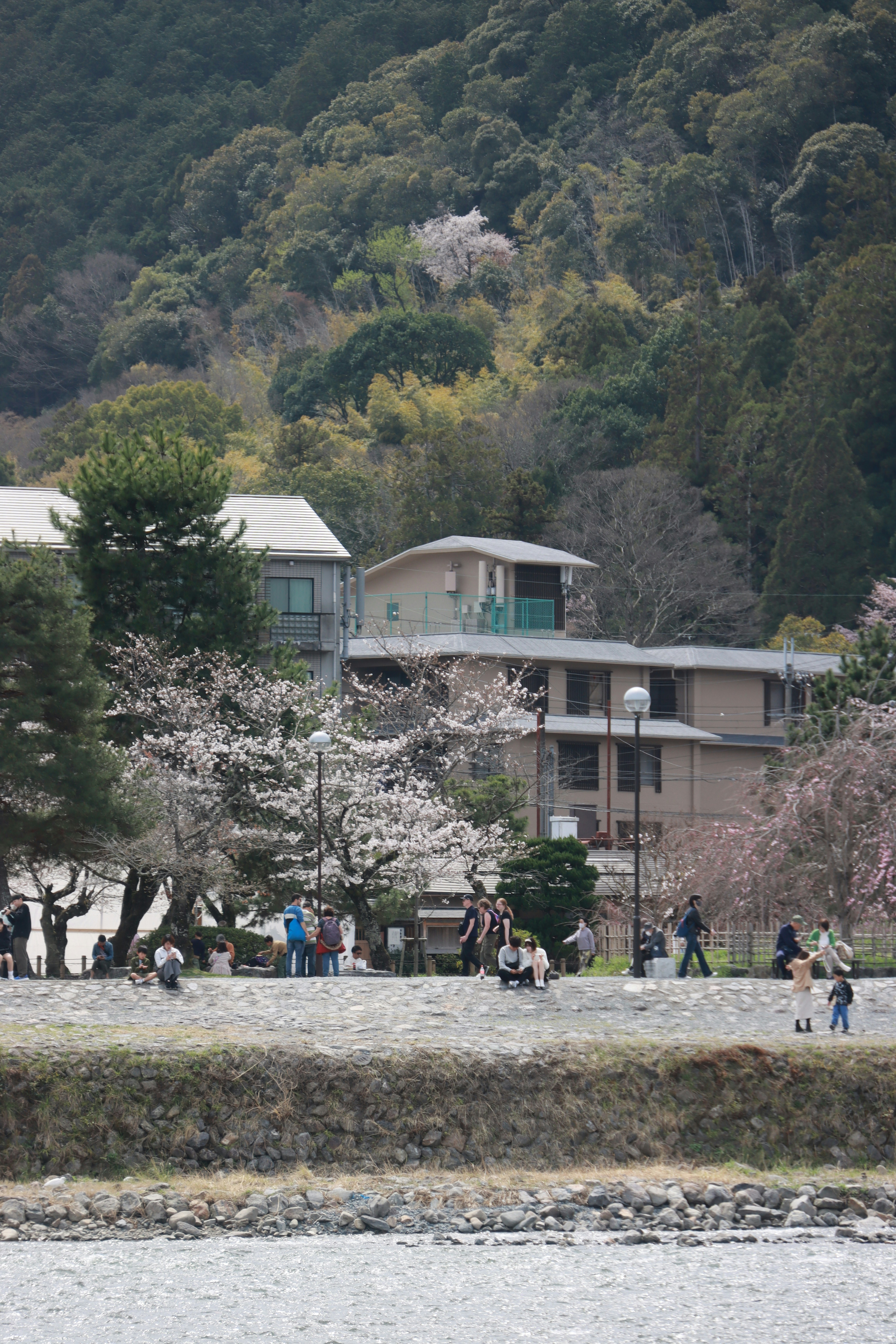 Riverside Sakura Gathering Along a Quiet Hillside Promenade
