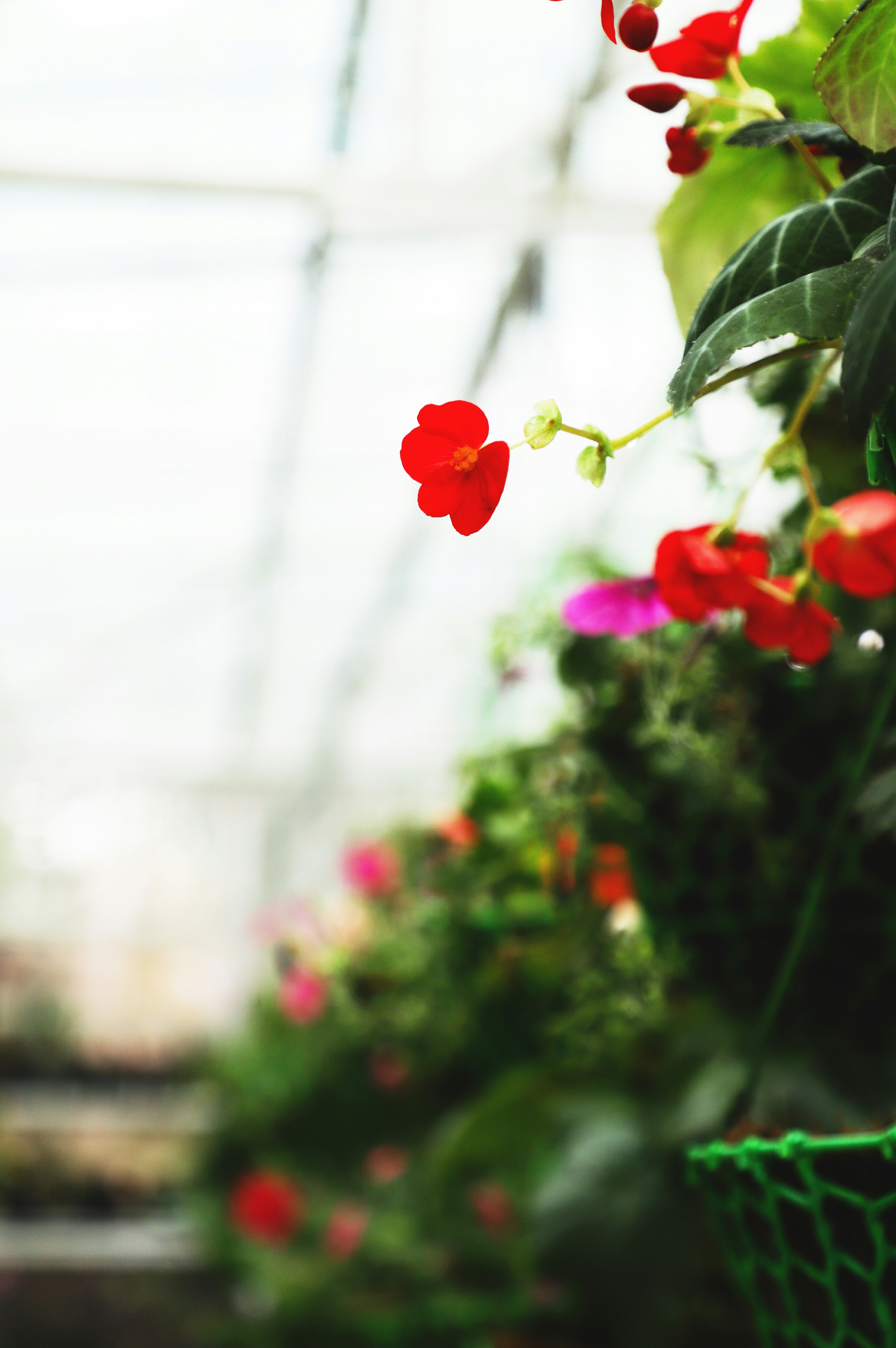 Scarlet bloom at the edge of a sunlit greenhouse: a study in shallow depth of field