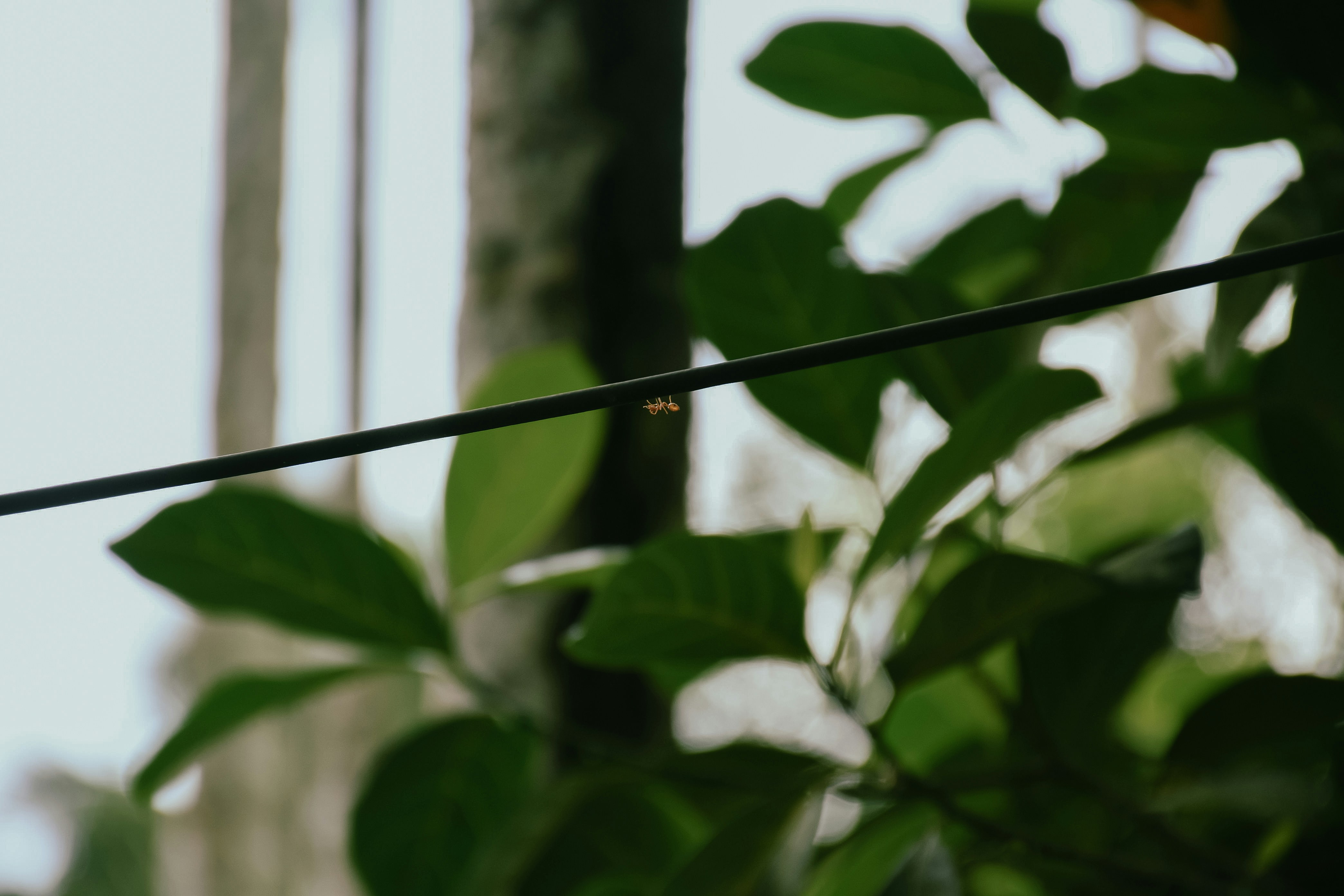 Micro Traveler on a Thread Through a Green Corridor