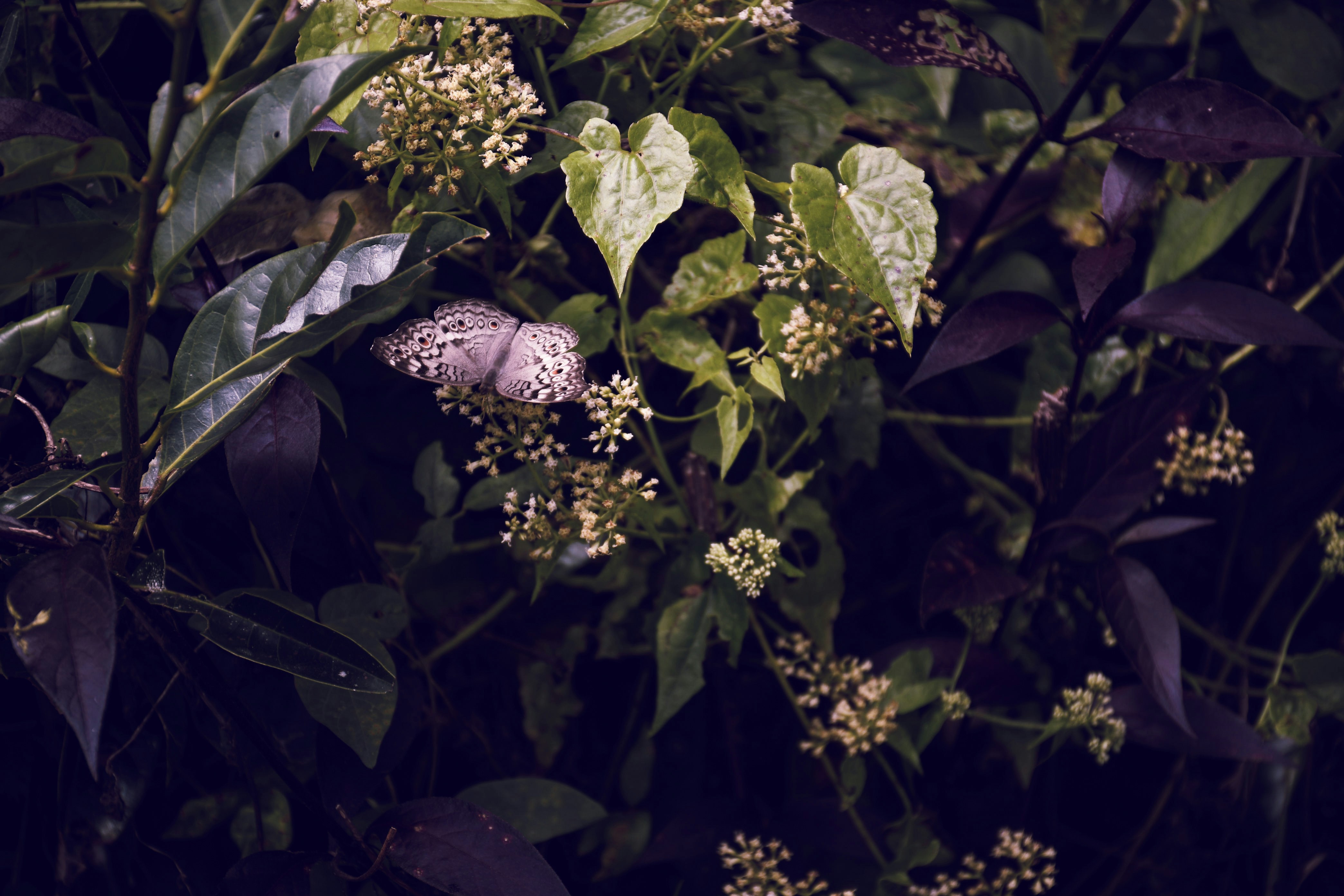 Quiet Floral Ambers: Subtle Blooms in Dappled Shade