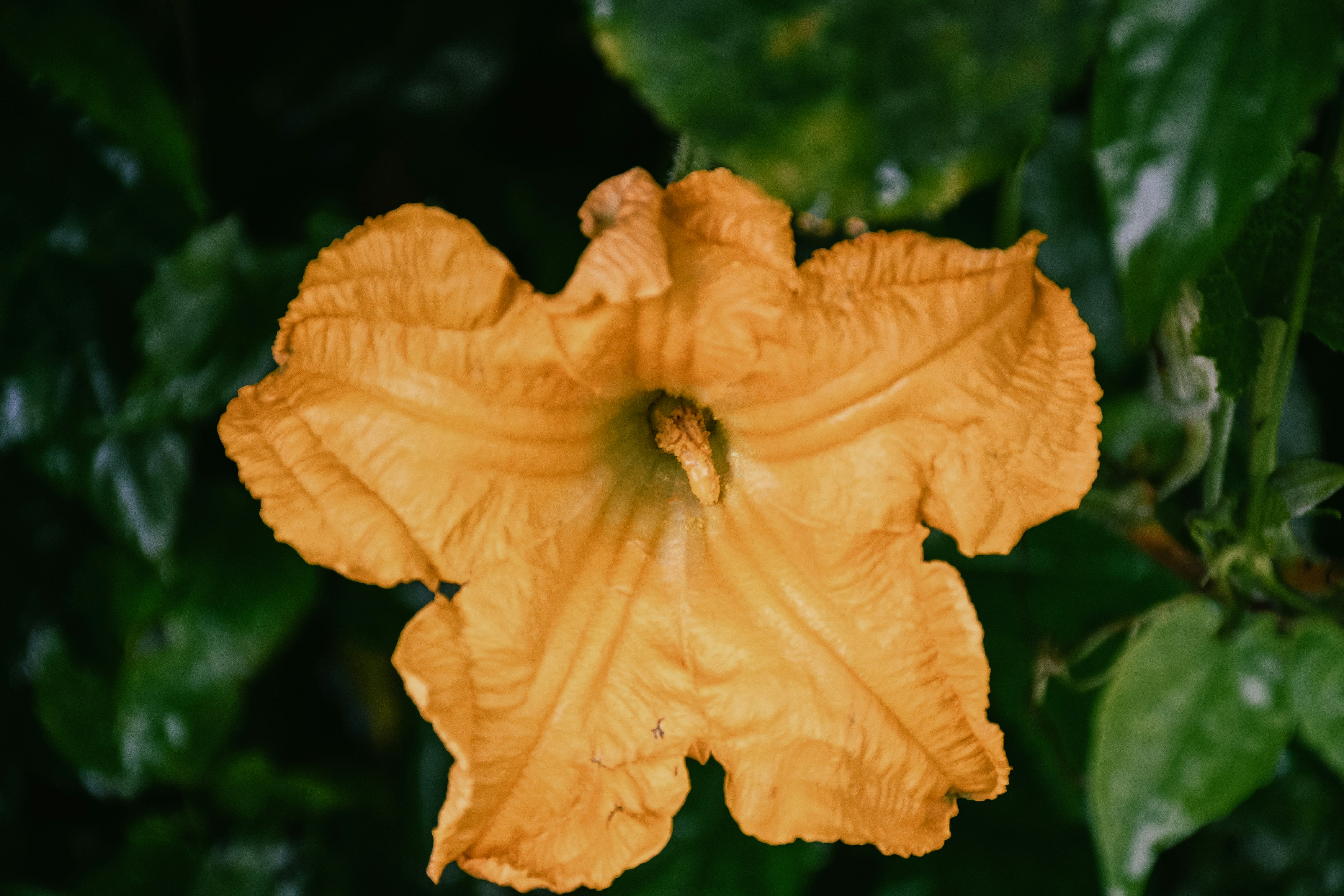 Petal Fire: close-up of a solitary orange bloom amid emerald leaves