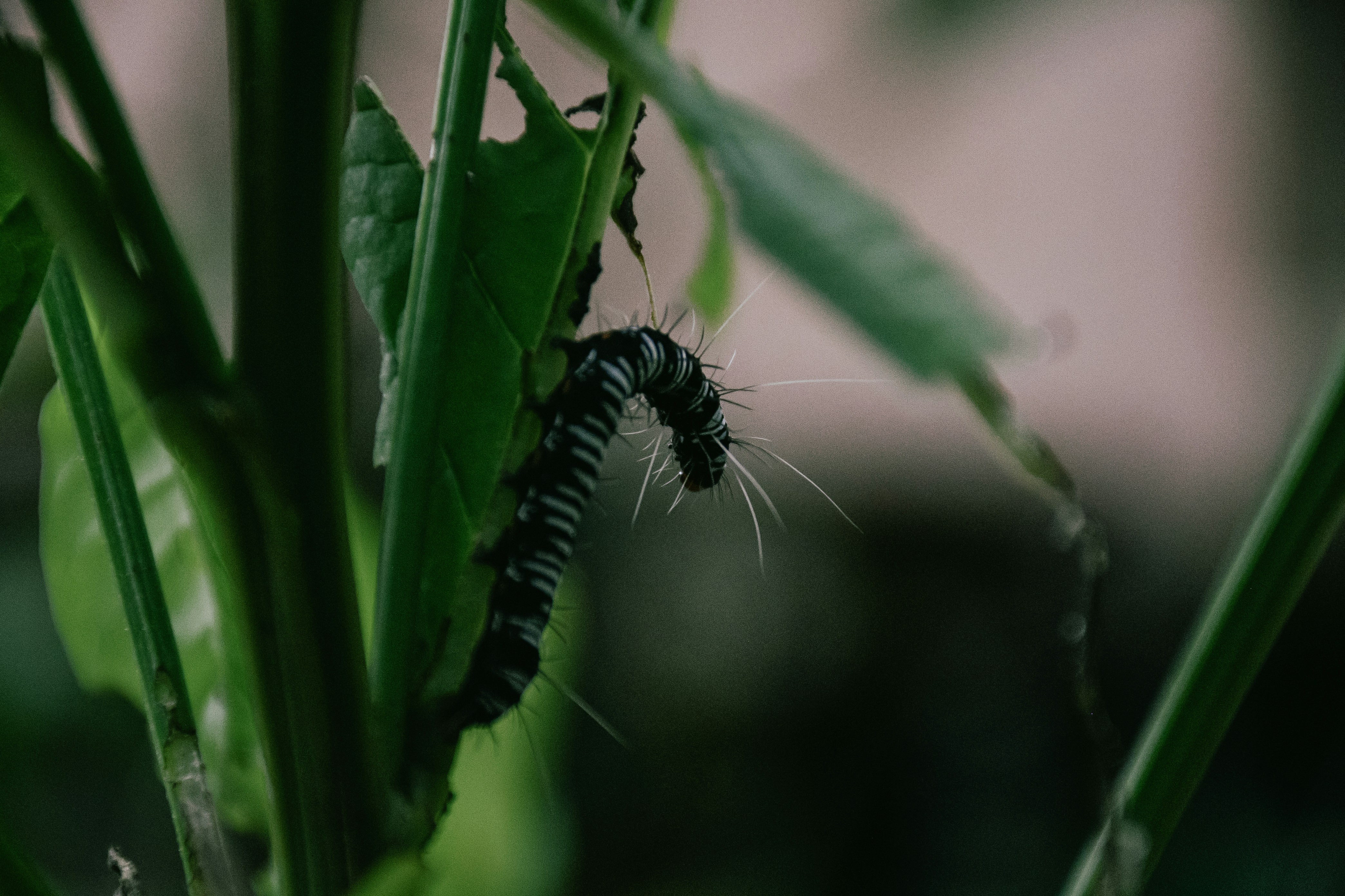 Striped Caterpillar Clinging to Green Stems in Low-Light Macro