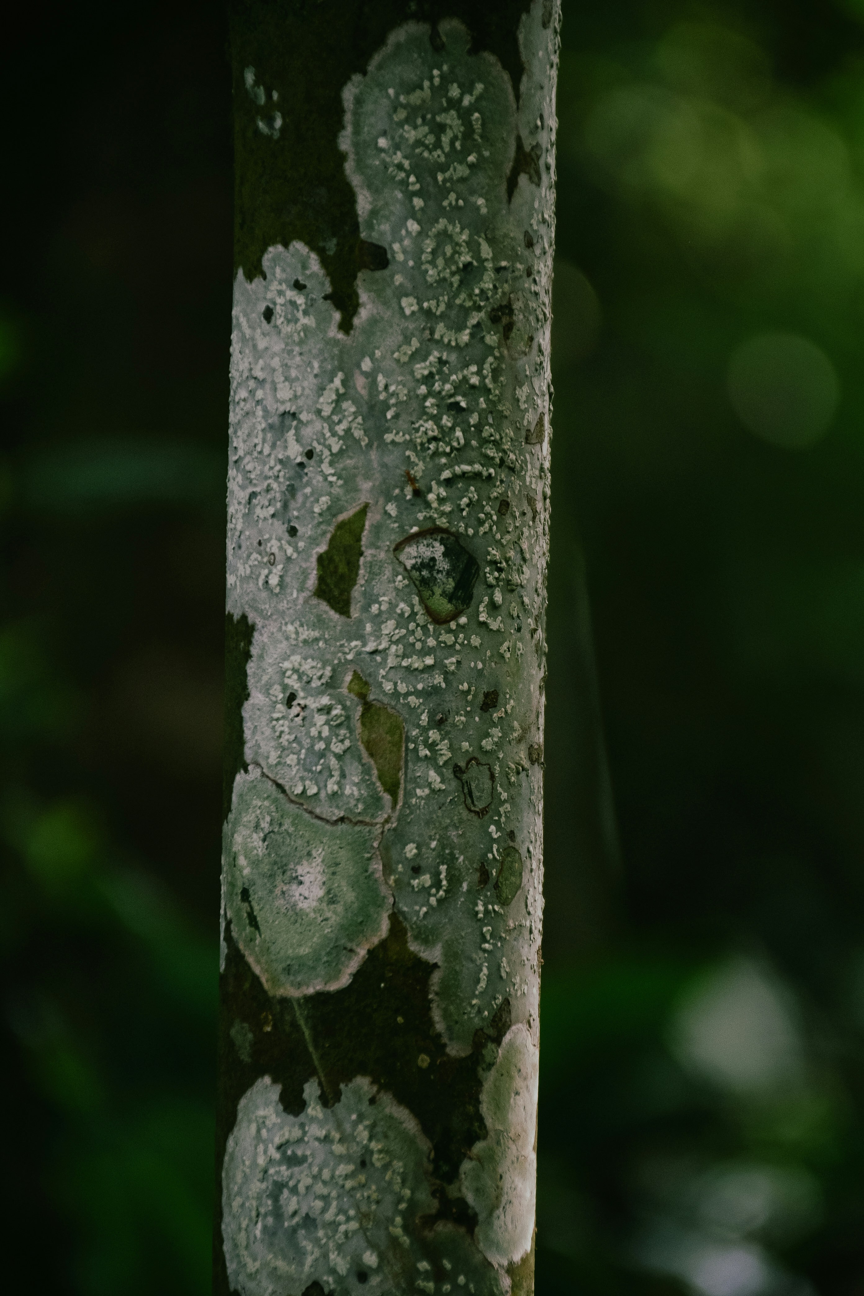 Veil of Lichens: Close-Up on a Mossy Trunk in Shadowed Forest Light