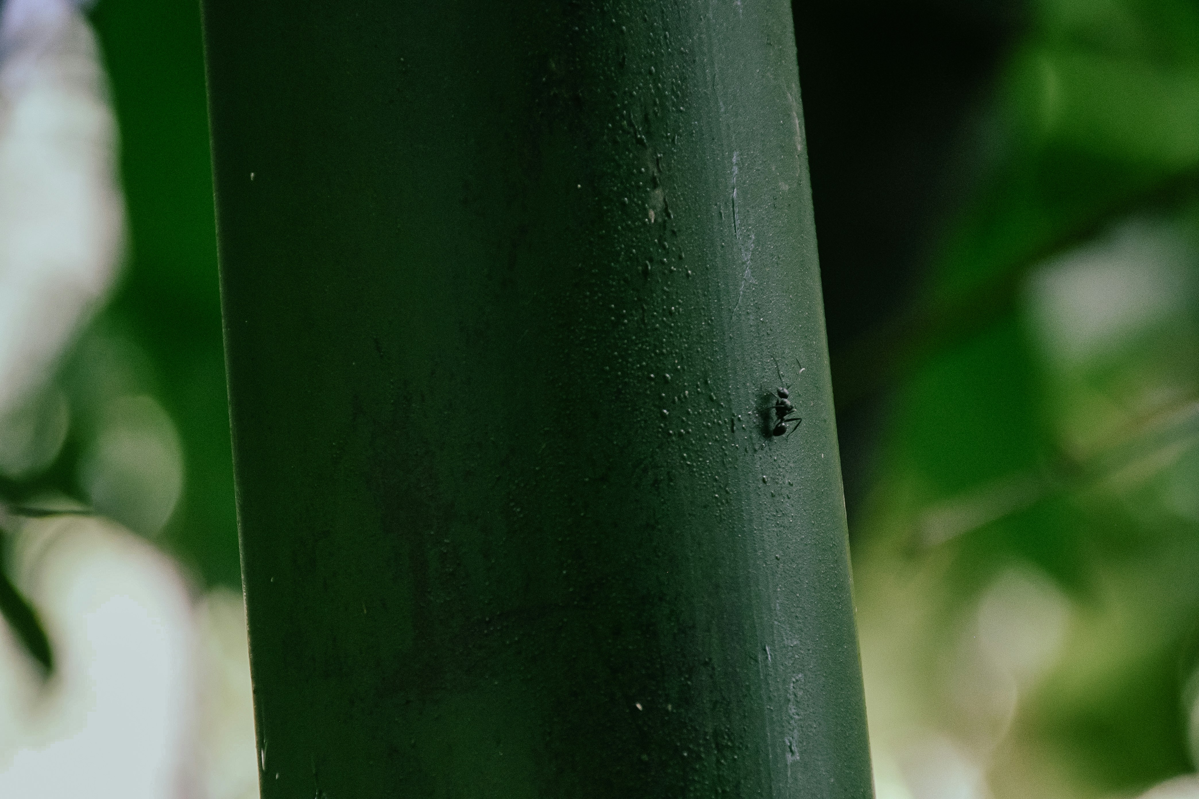 Jade Stem in Focus: a dew-kissed macro study of texture and light