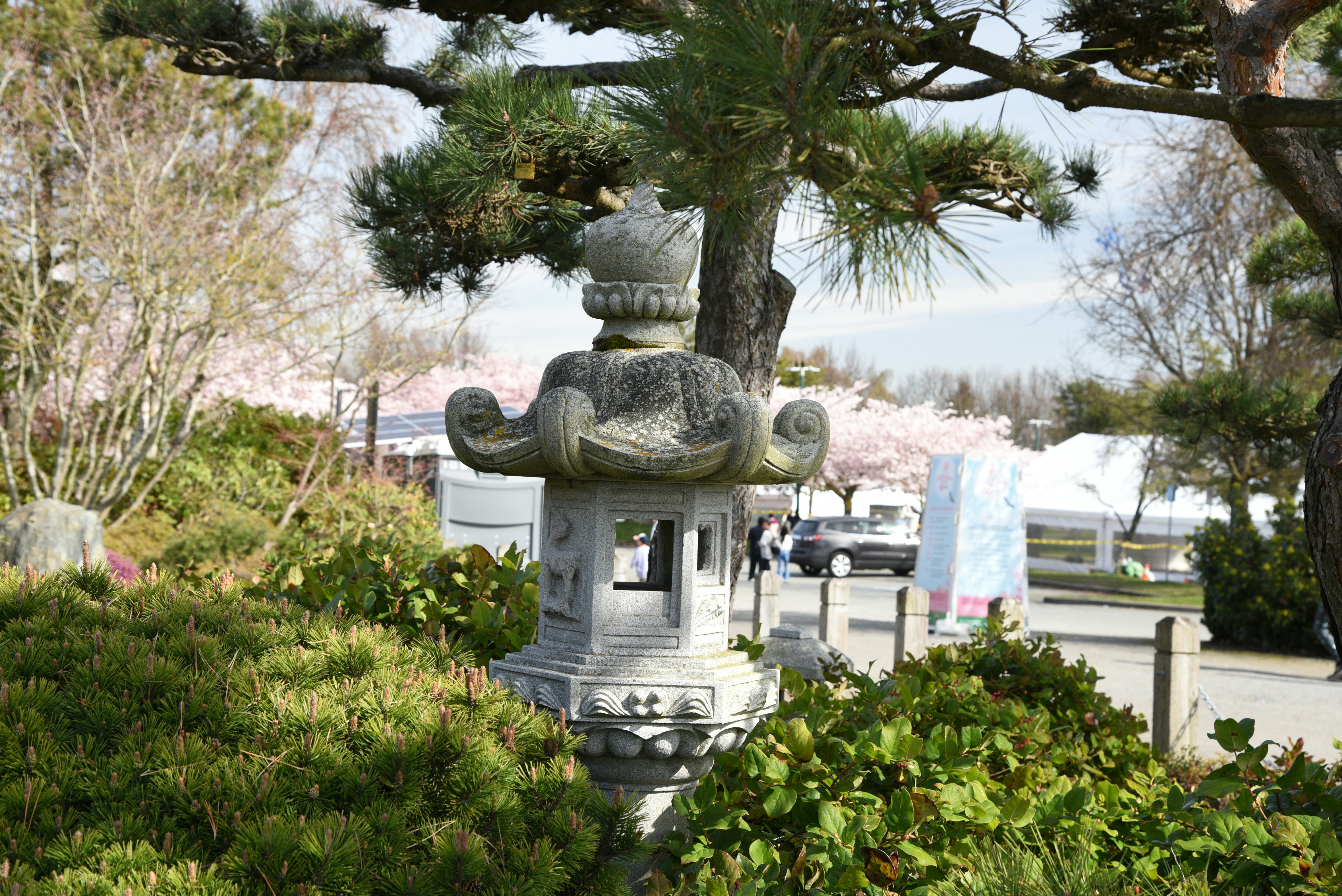 Stone Lantern Beneath Pine in a Quiet Japanese Garden