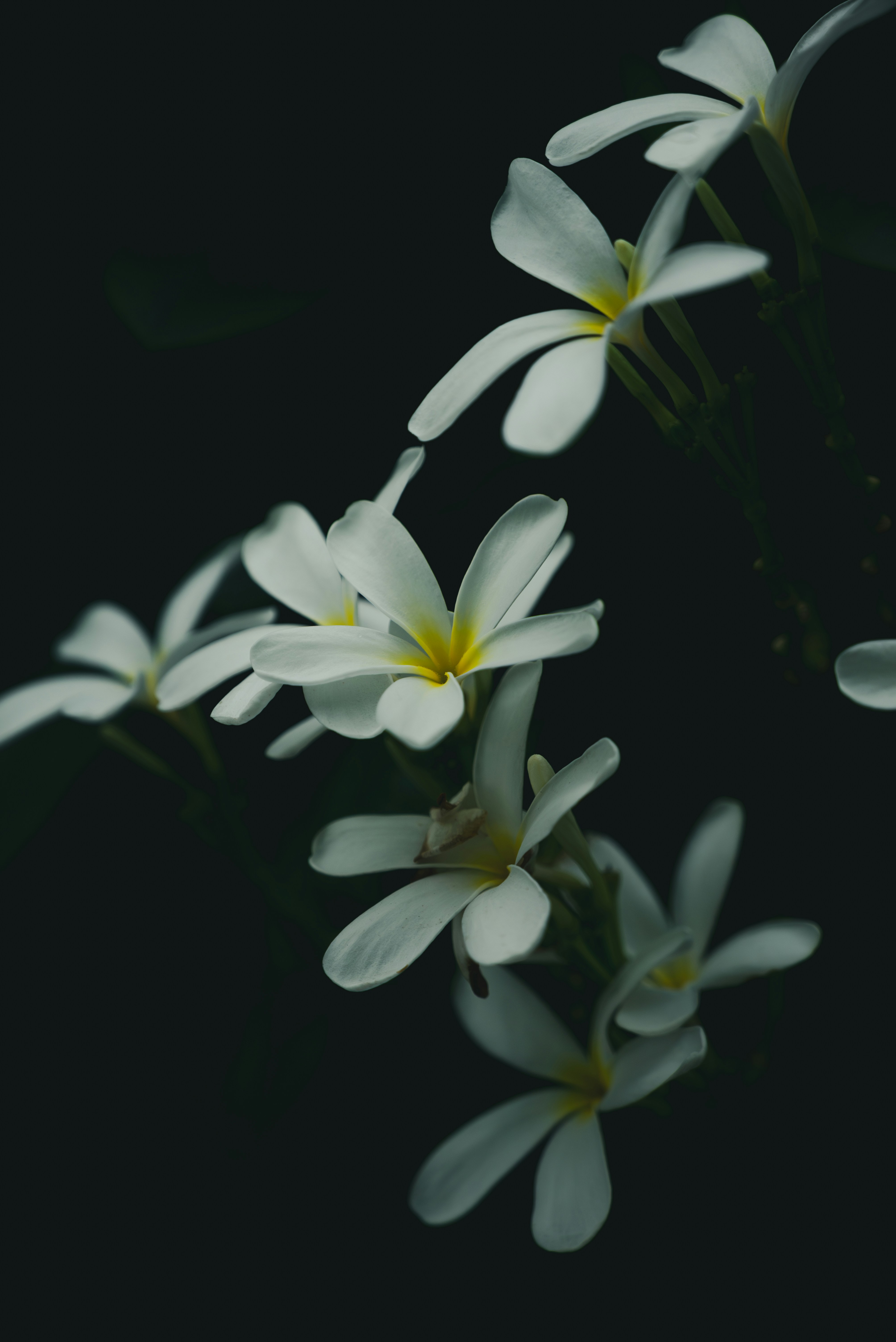 Photo by Ishan Sharma with Nikon Z5