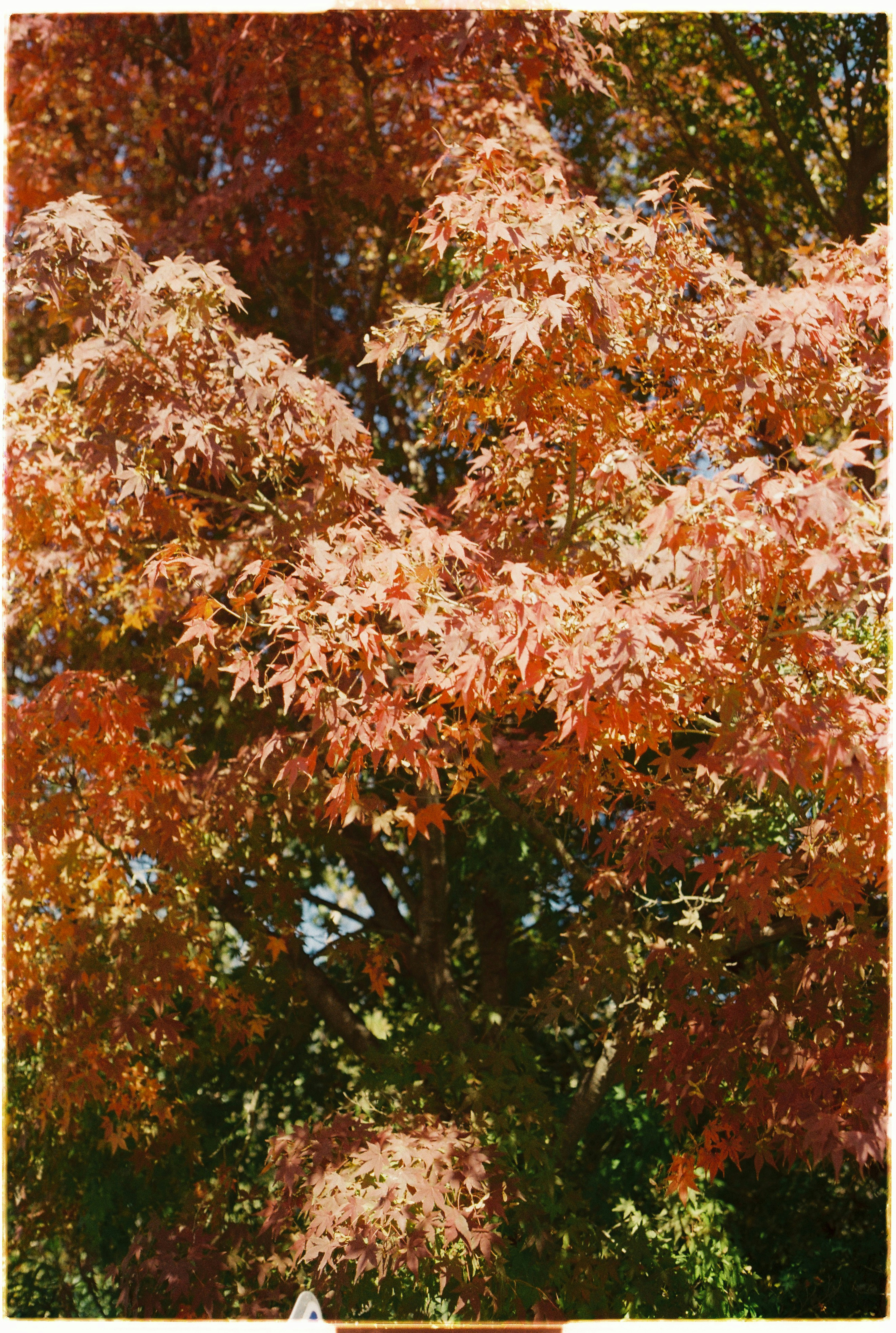 Autumn canopy in warm sunlight