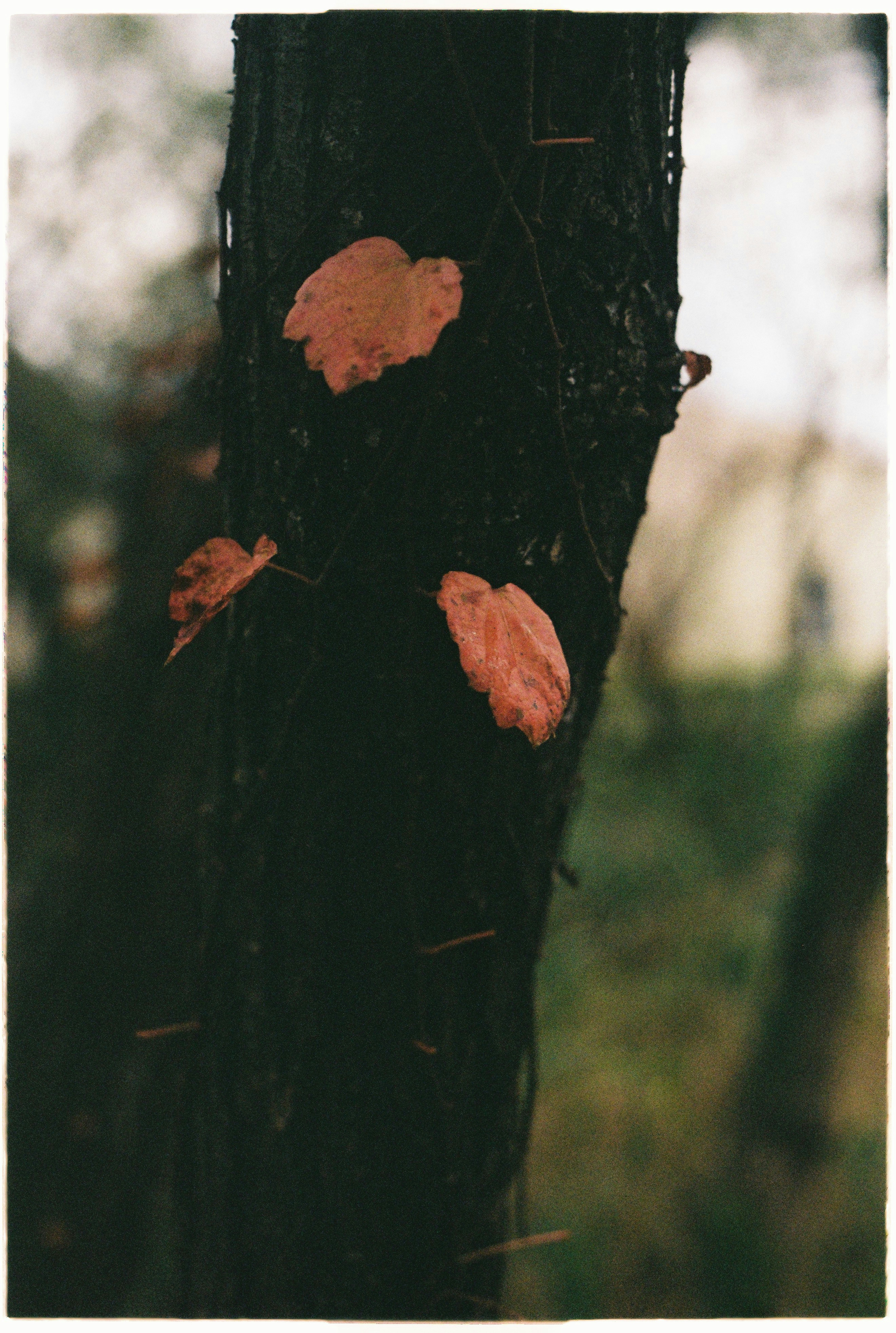 Dark tree trunk with a few orange leaves clinging to the surface, softly lit in a blurred woodland setting. A natural, minimal composition highlighting texture and seasonal color.