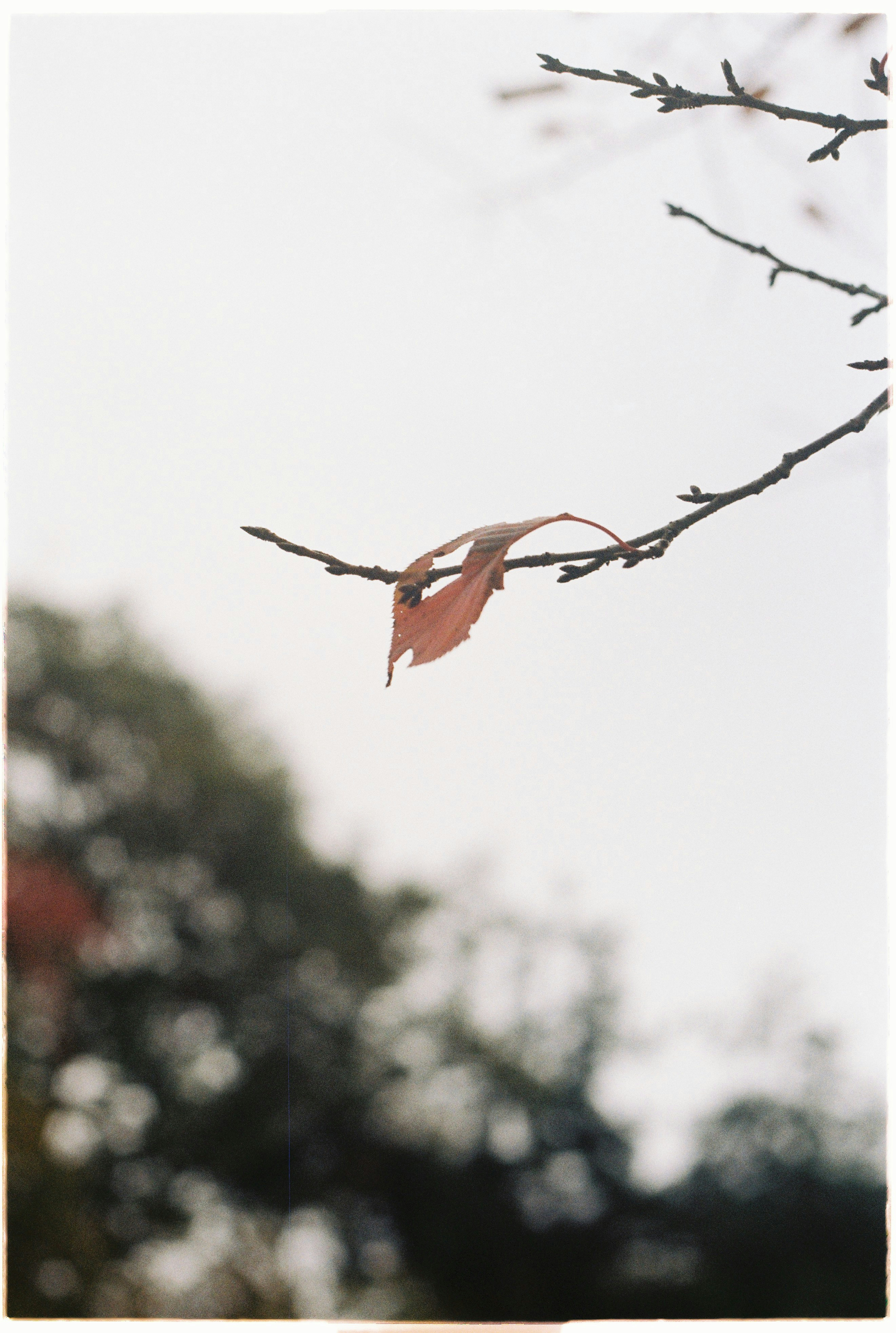 Vanishing Leaf: a lone red leaf clings to a bare branch against a soft winter sky