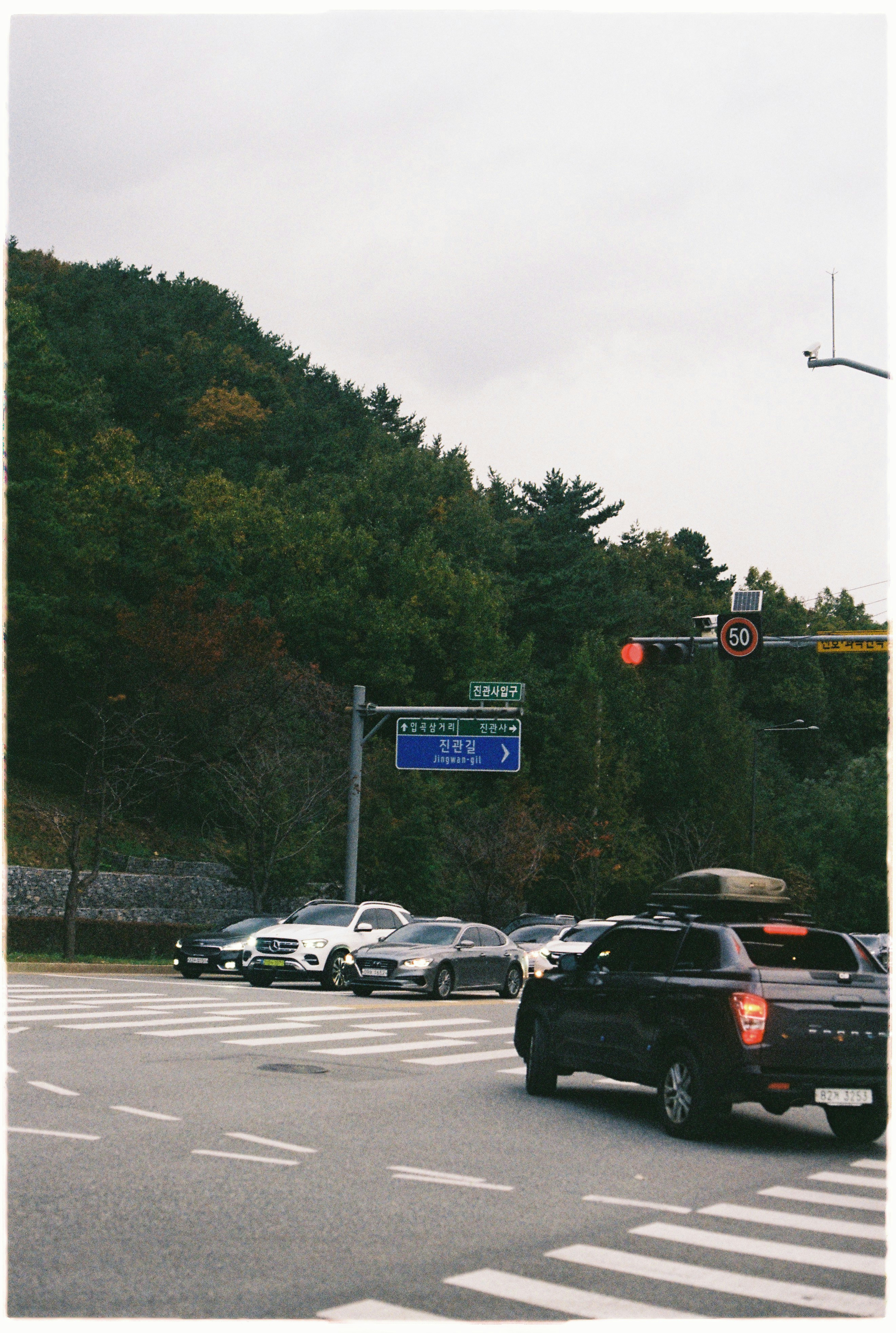Rush Hour at the Tree-Lined Intersection