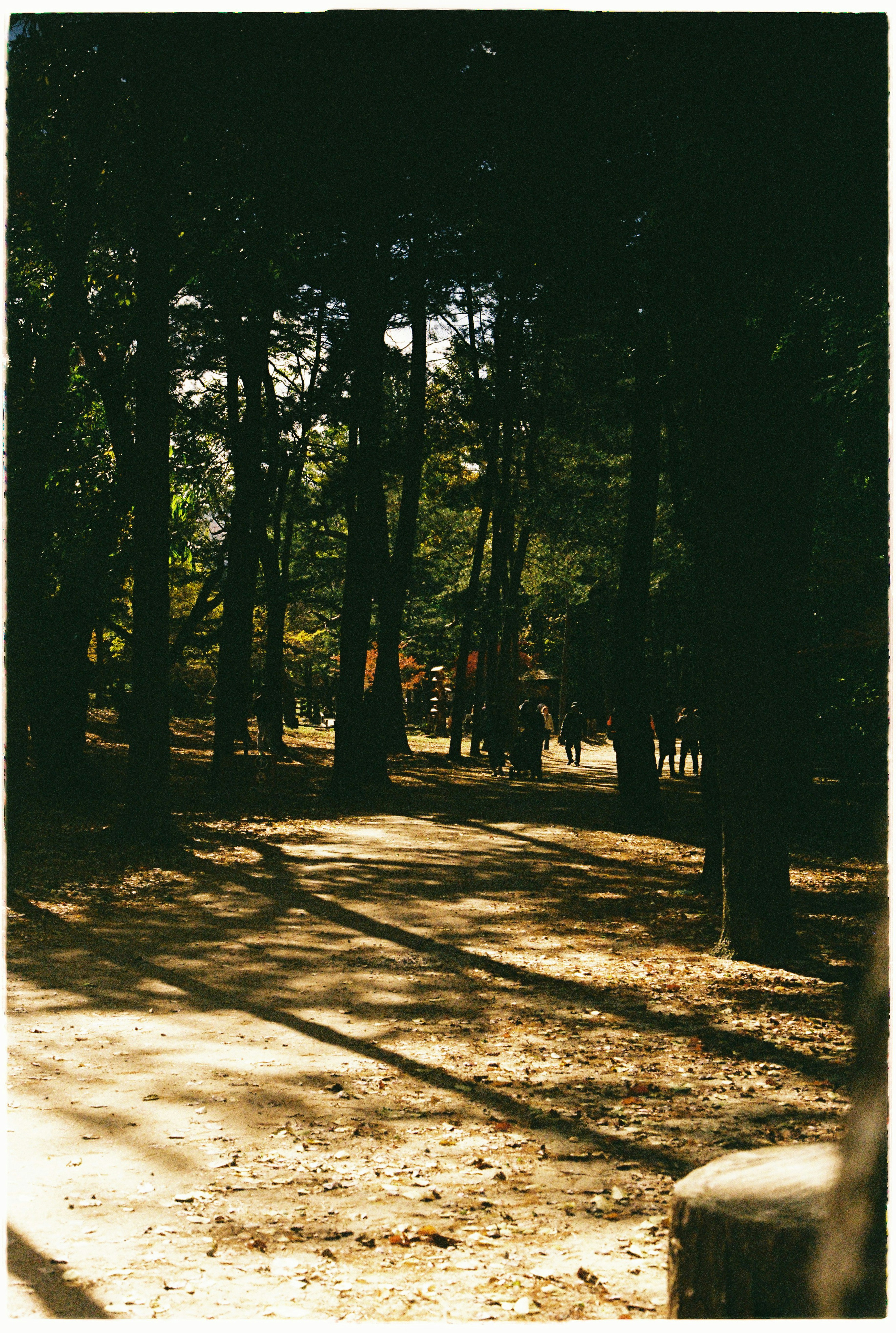 Sunlit Path Through the Forest: Figures in Dappled Shade