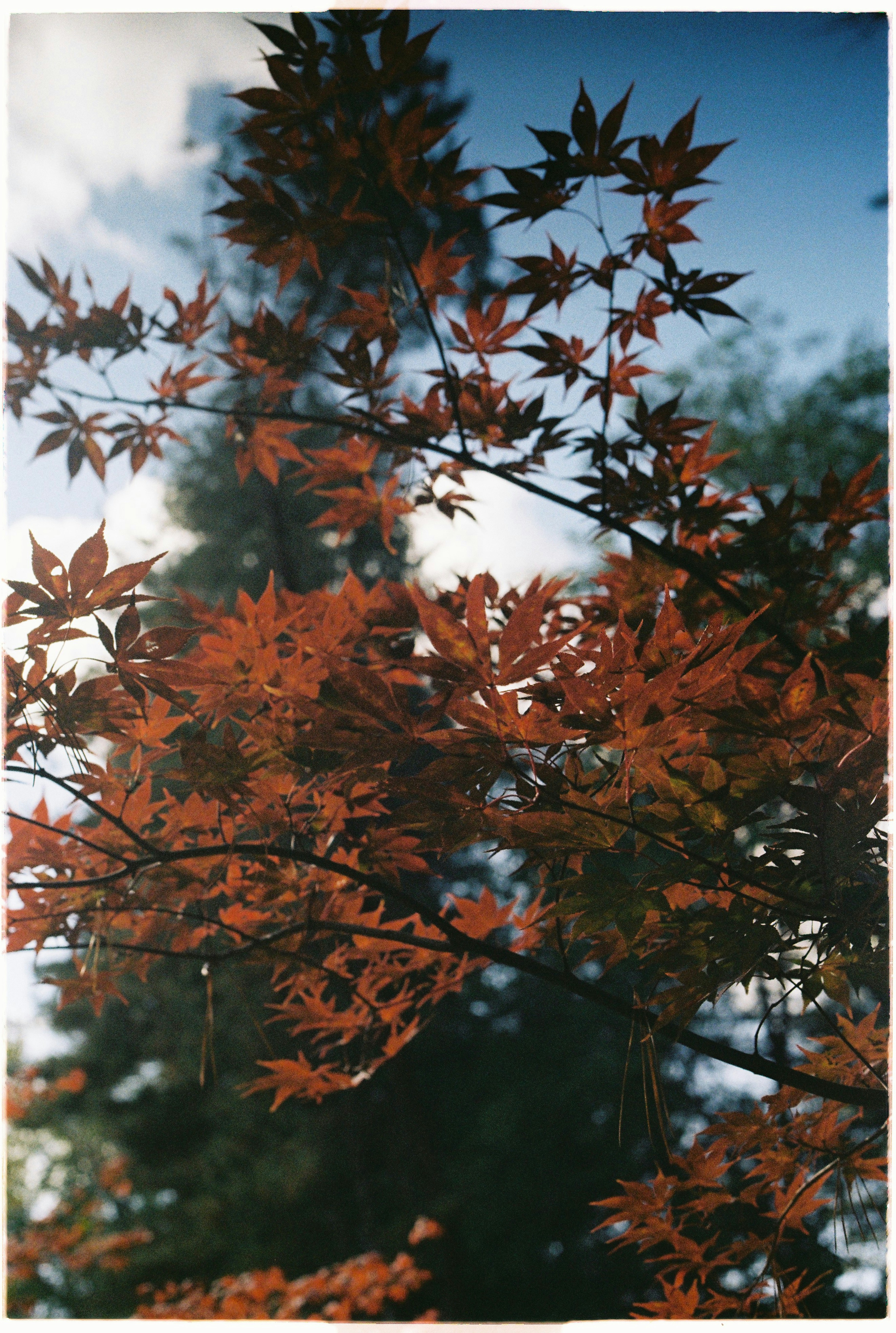 Crimson Maple Veil Against Sky