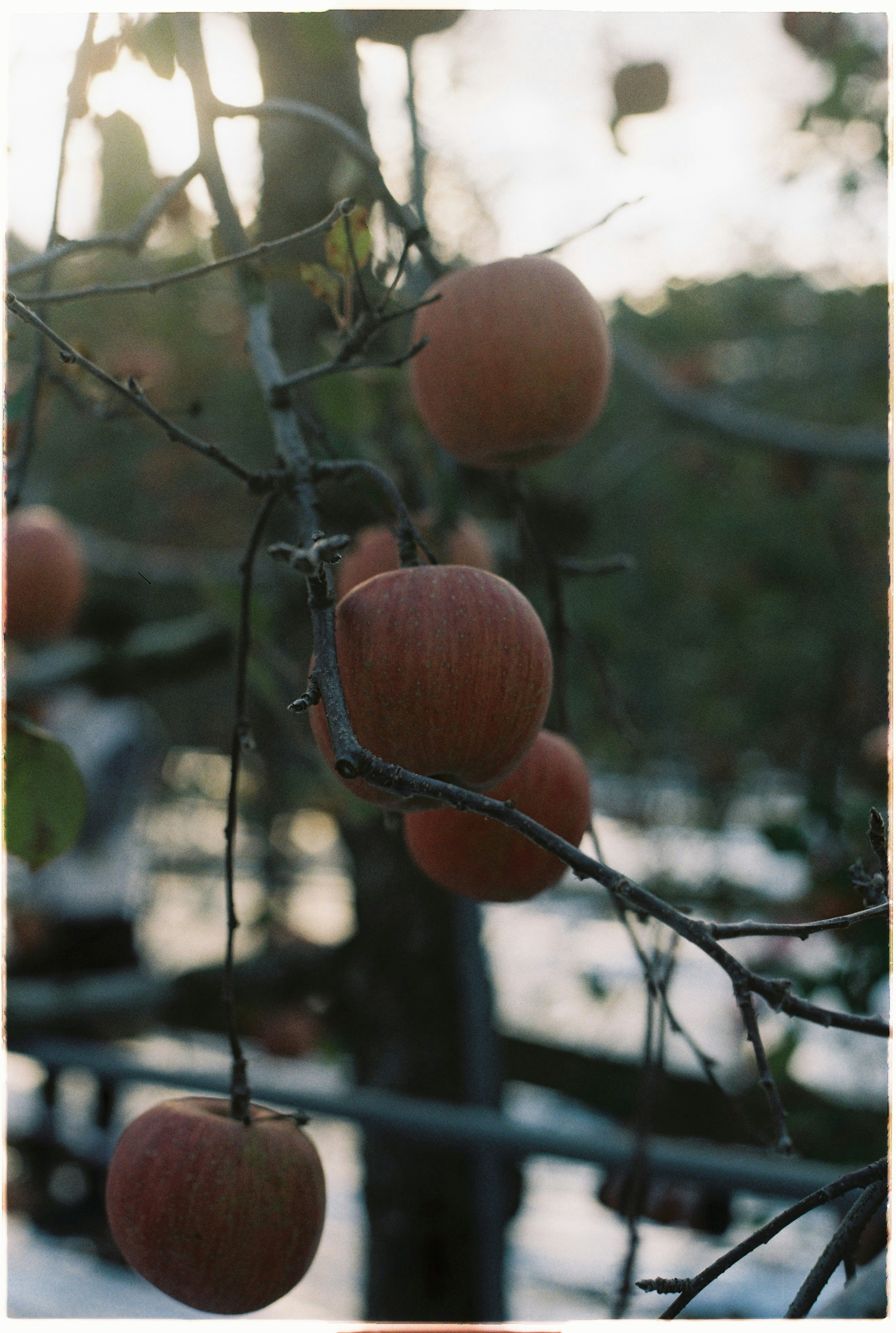 Red Apple Orchard in Soft Evening Light
