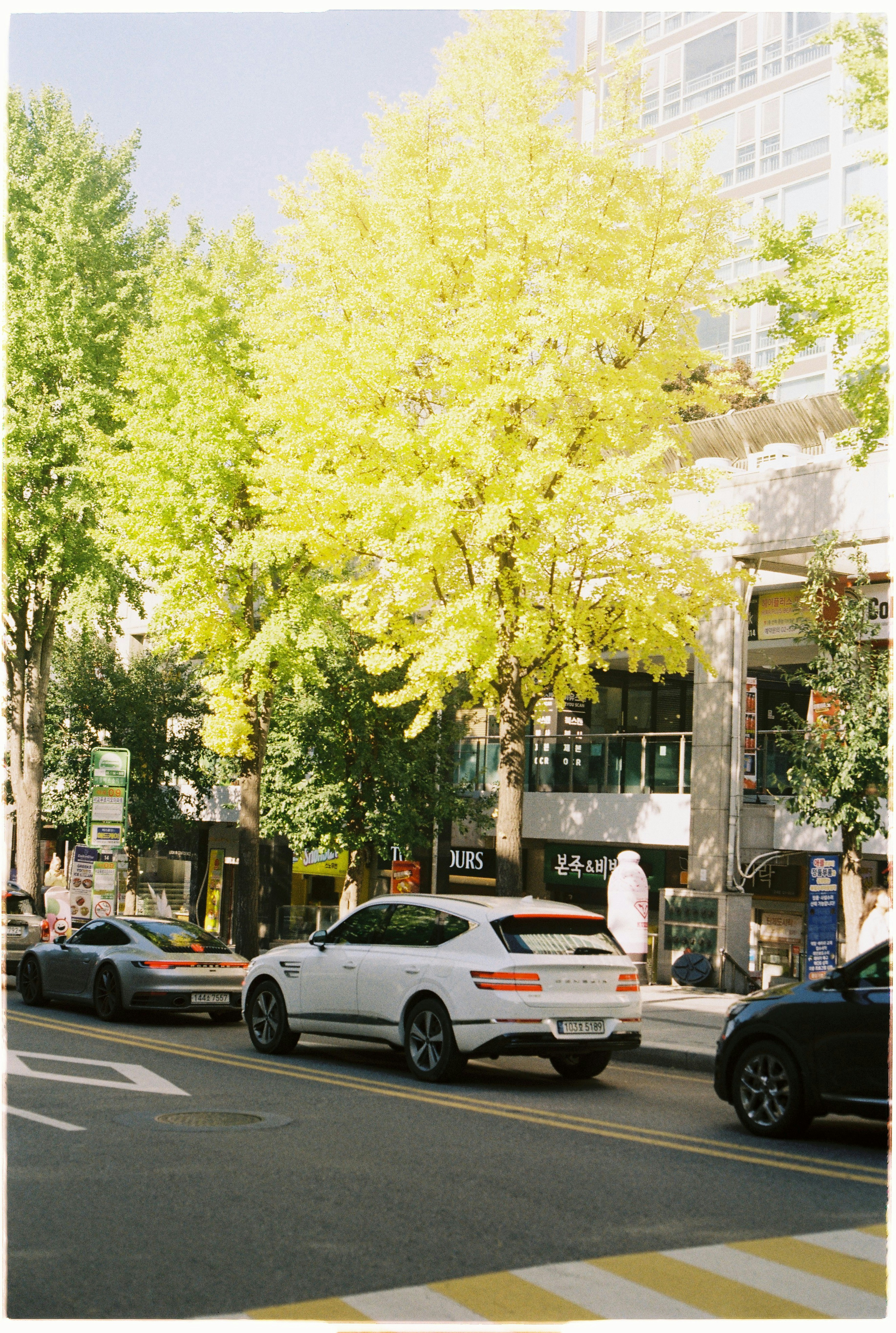 Golden Canopy Over a City Street